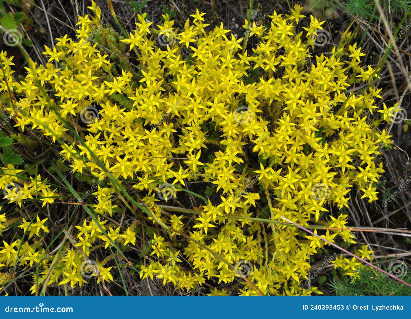 Stonecrop Sedum Acre Grows in the Wild Stock Image - Image of biting ...
