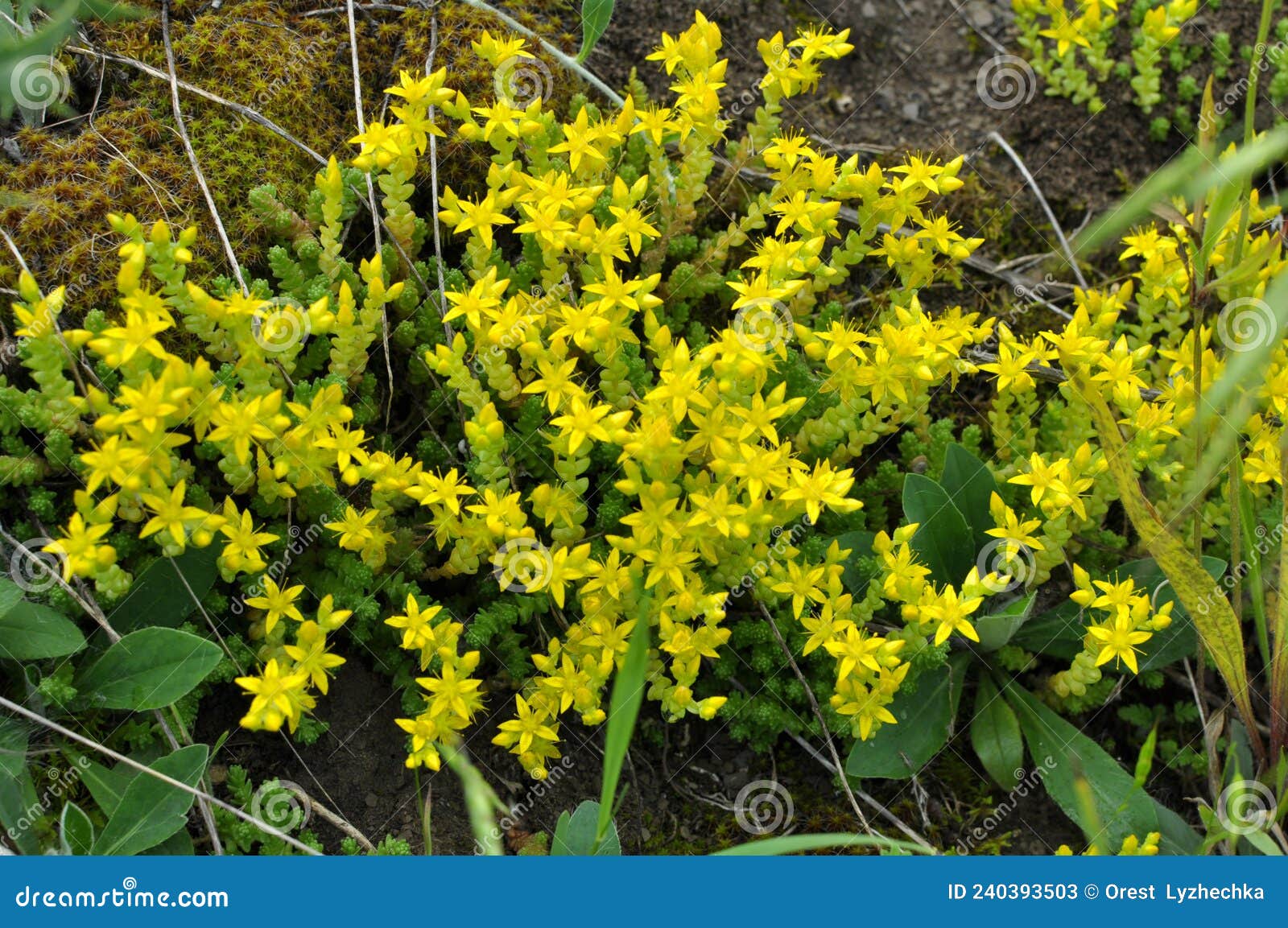 Stonecrop Sedum Acre Grows in the Wild Stock Image - Image of color ...
