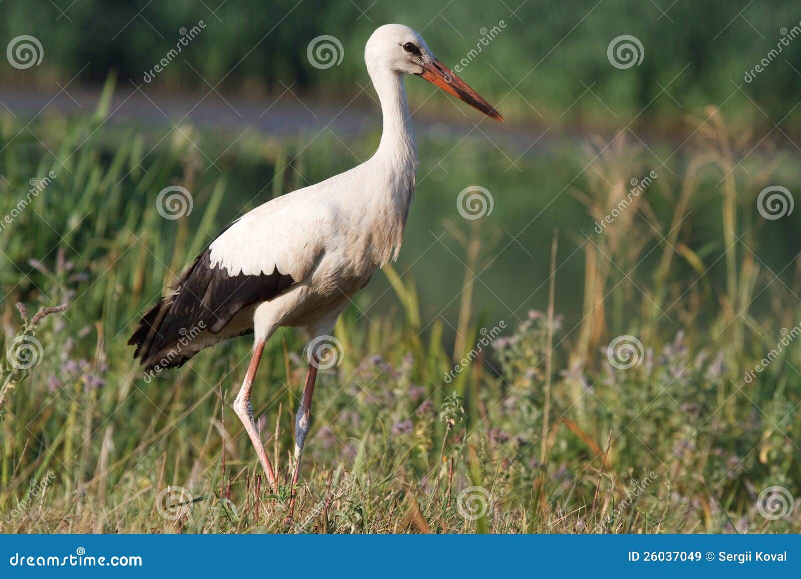 Wild stork stock image. Image of discovery, life, color - 26037049