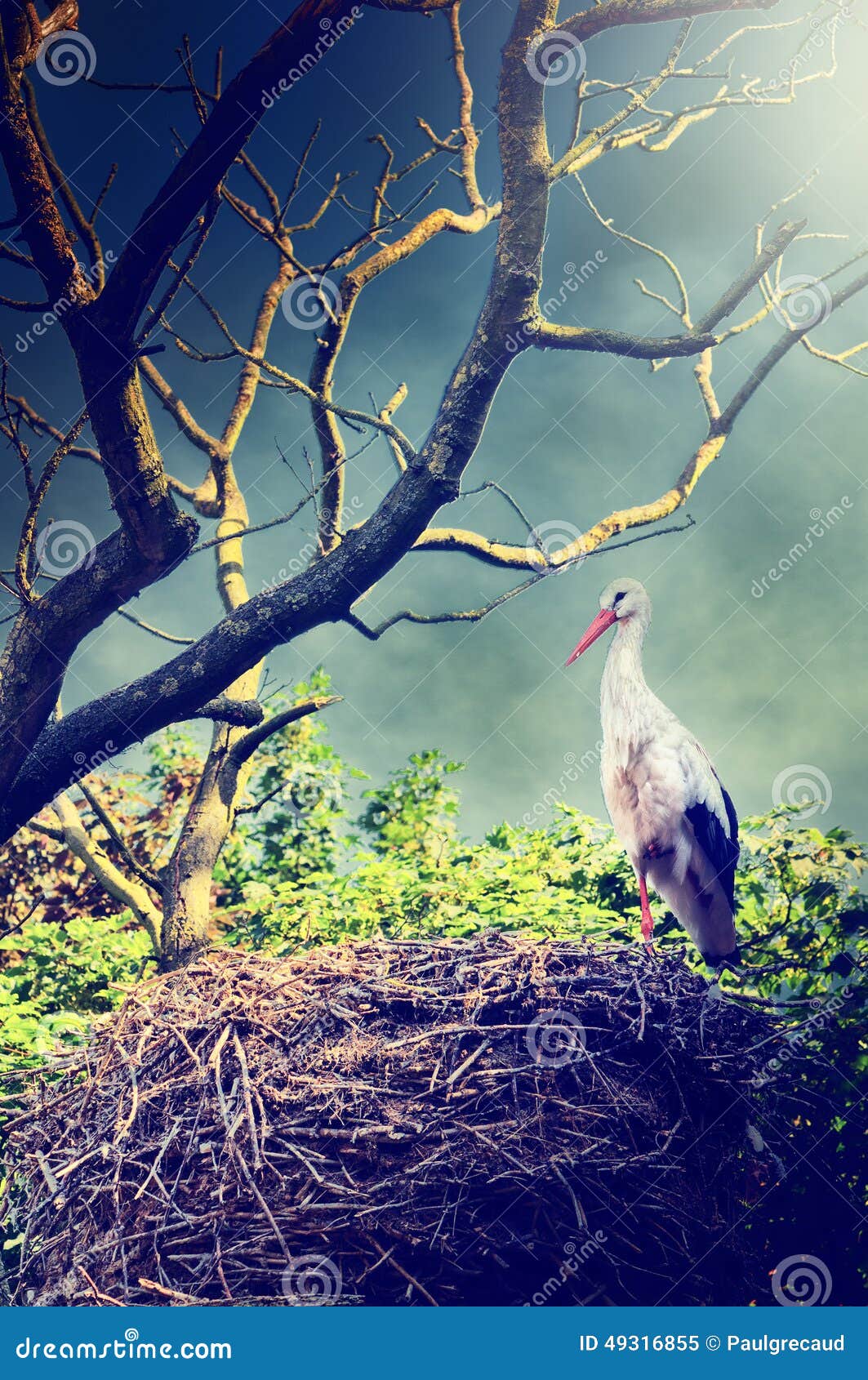 Wild stork in nest stock image. Image of birth, magic - 49316855