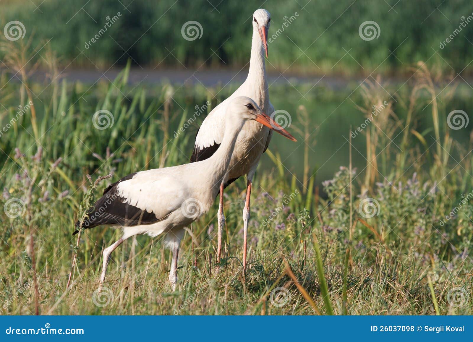 Wild storks stock photo. Image of beautiful, grass, elegance - 26037098