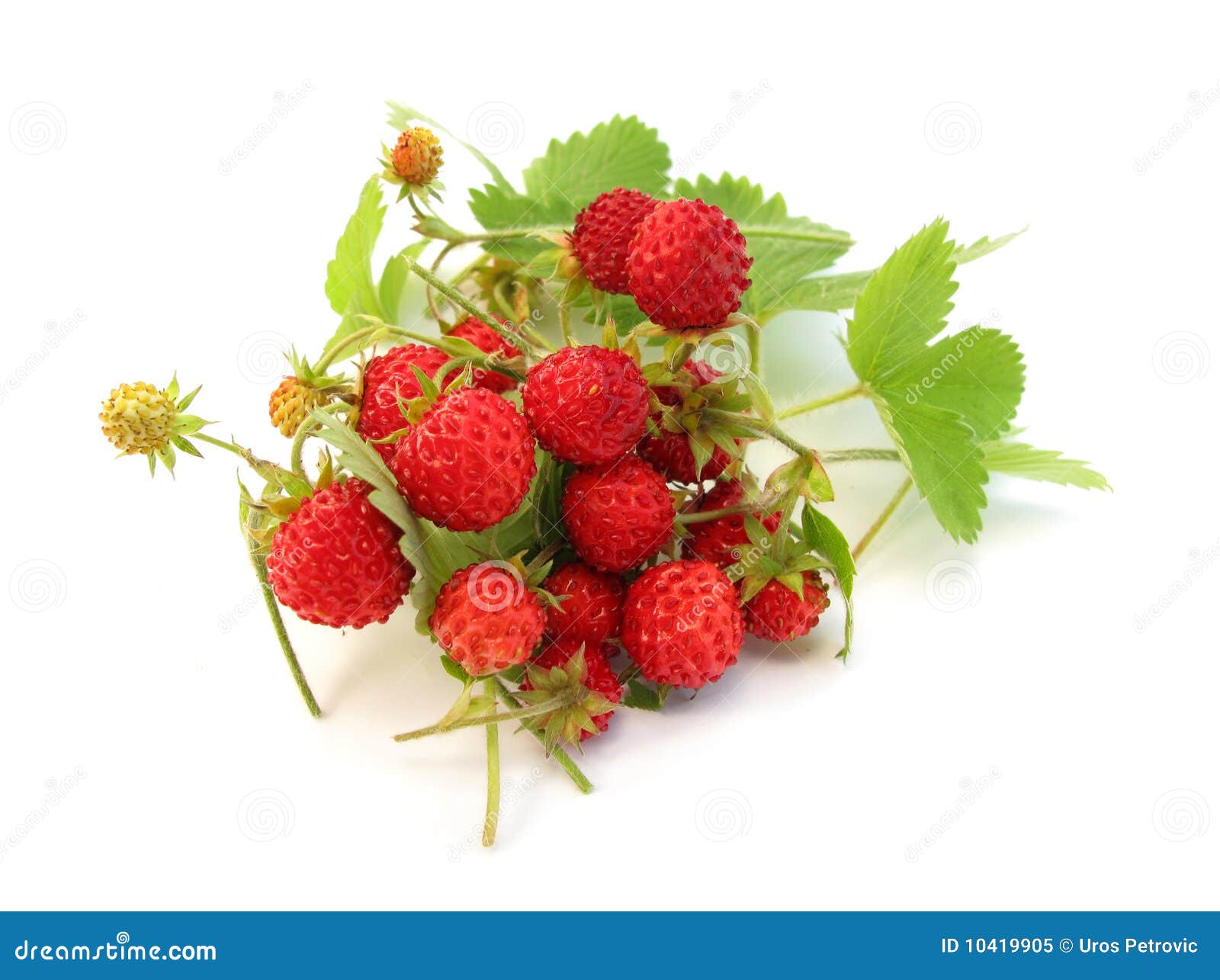 Wild strawberries stock image. Image of refreshing, fruits - 10419905
