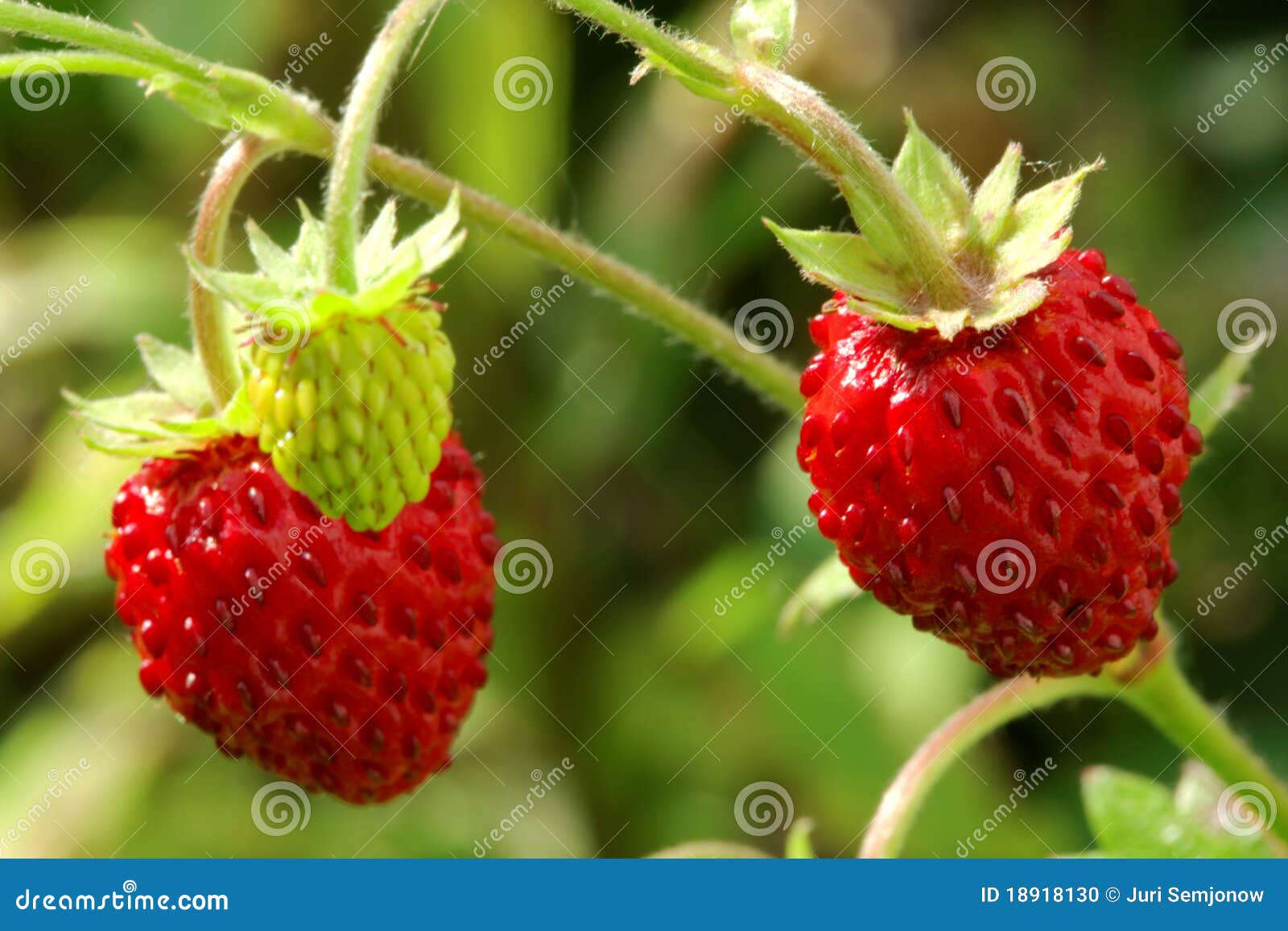 Wild strawberries. stock photo. Image of gourmet, nature - 18918130