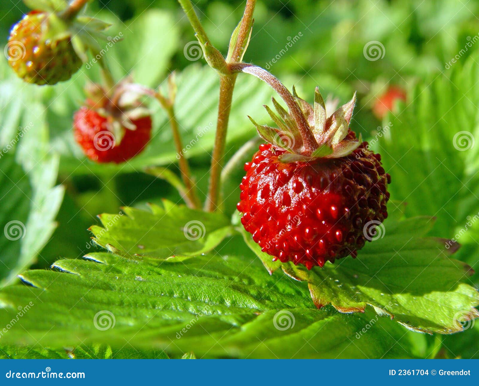 Wild strawberries stock photo. Image of wild, garden, strawberry - 2361704