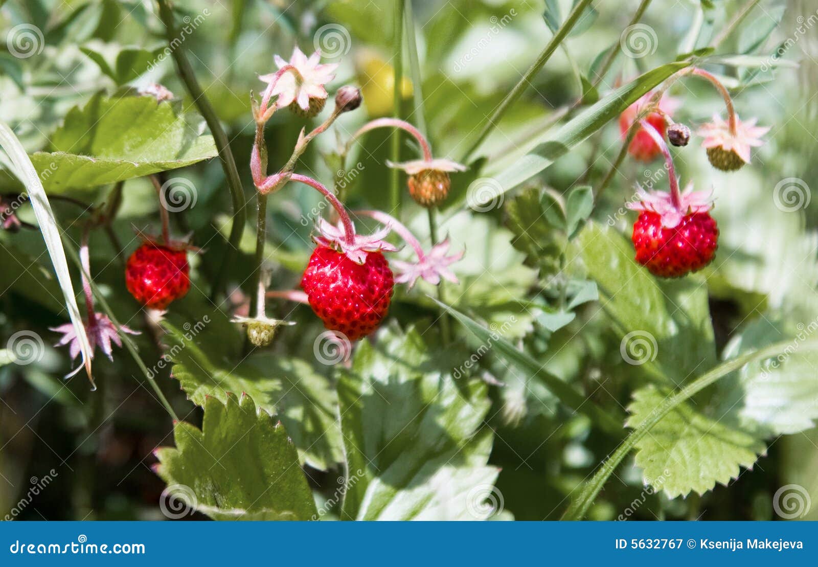 Wild strawberries stock image. Image of summer, tasty - 5632767