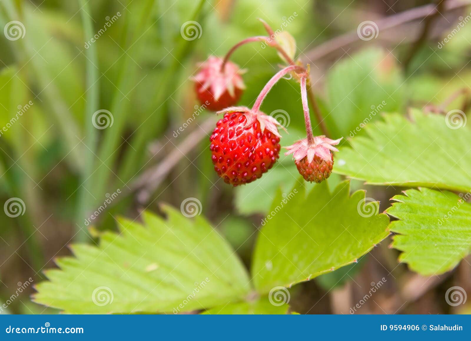 Wild strawberries stock photo. Image of strawberry, gourmet - 9594906