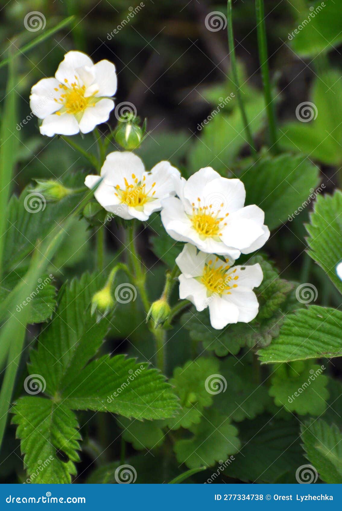 Wild Strawberries Bloom in Nature Stock Photo - Image of closeup, green ...