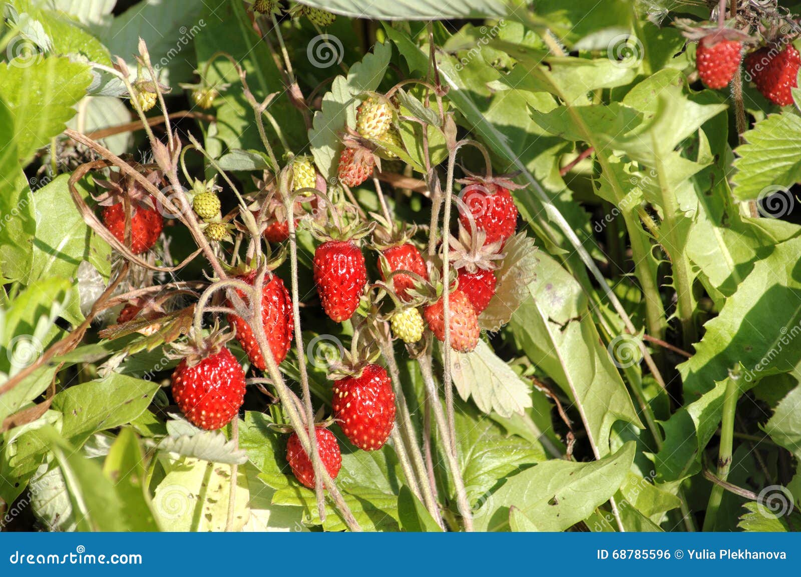 The wild strawberries stock photo. Image of colored, wild - 68785596