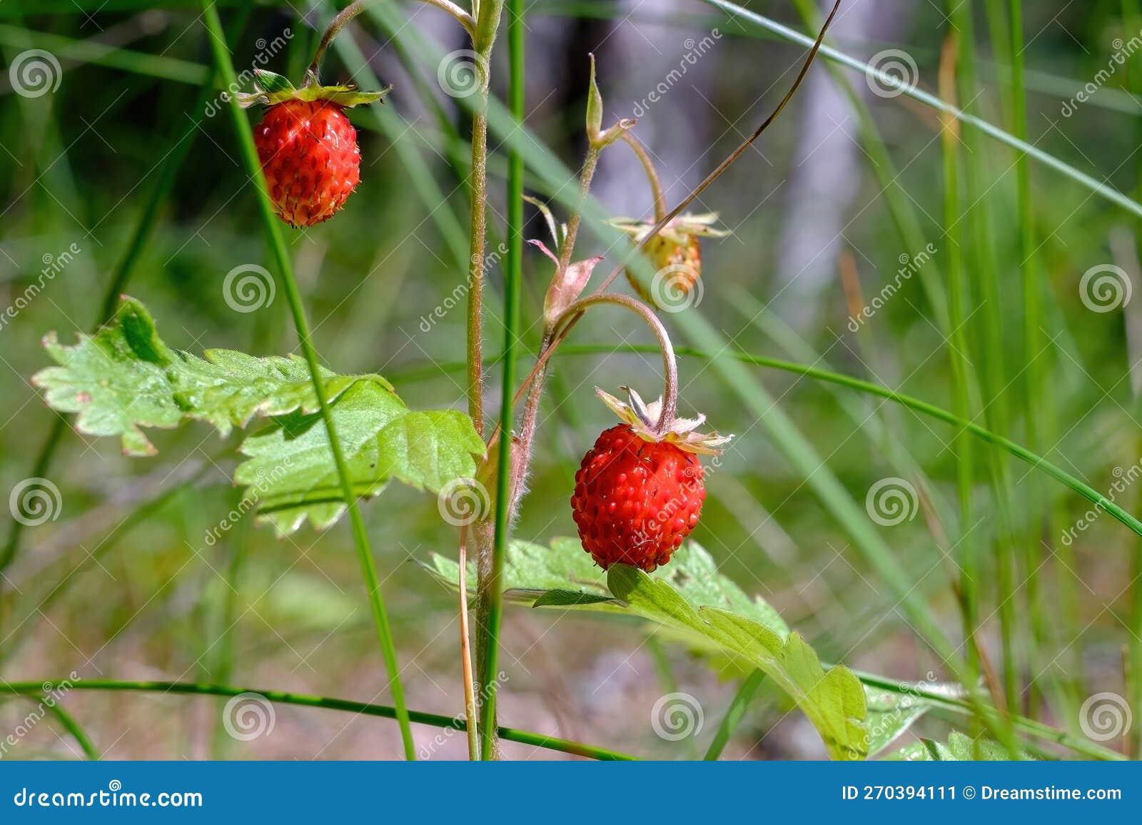 Wild Strawberries. a Forest Berry on a Bush Stock Image - Image of ...