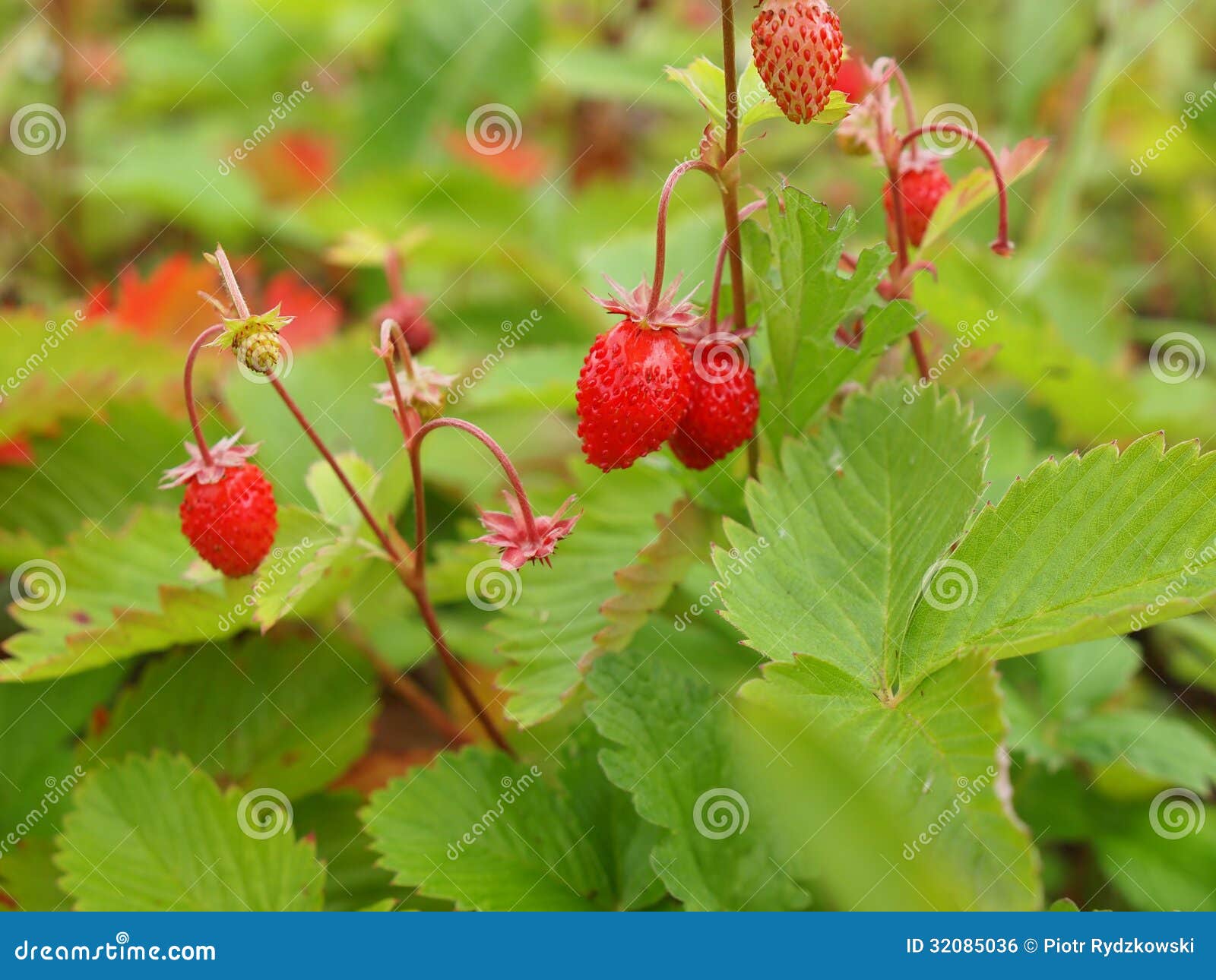 Wild strawberries stock photo. Image of blossom, forest - 32085036