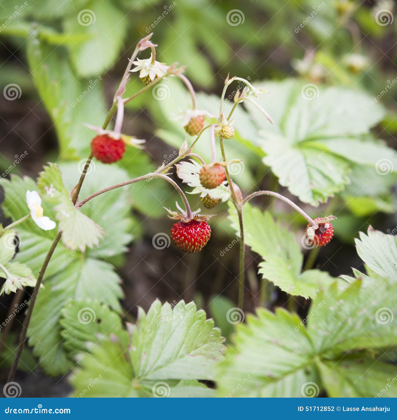 Wild Strawberries stock photo. Image of edible, vesca - 51712852
