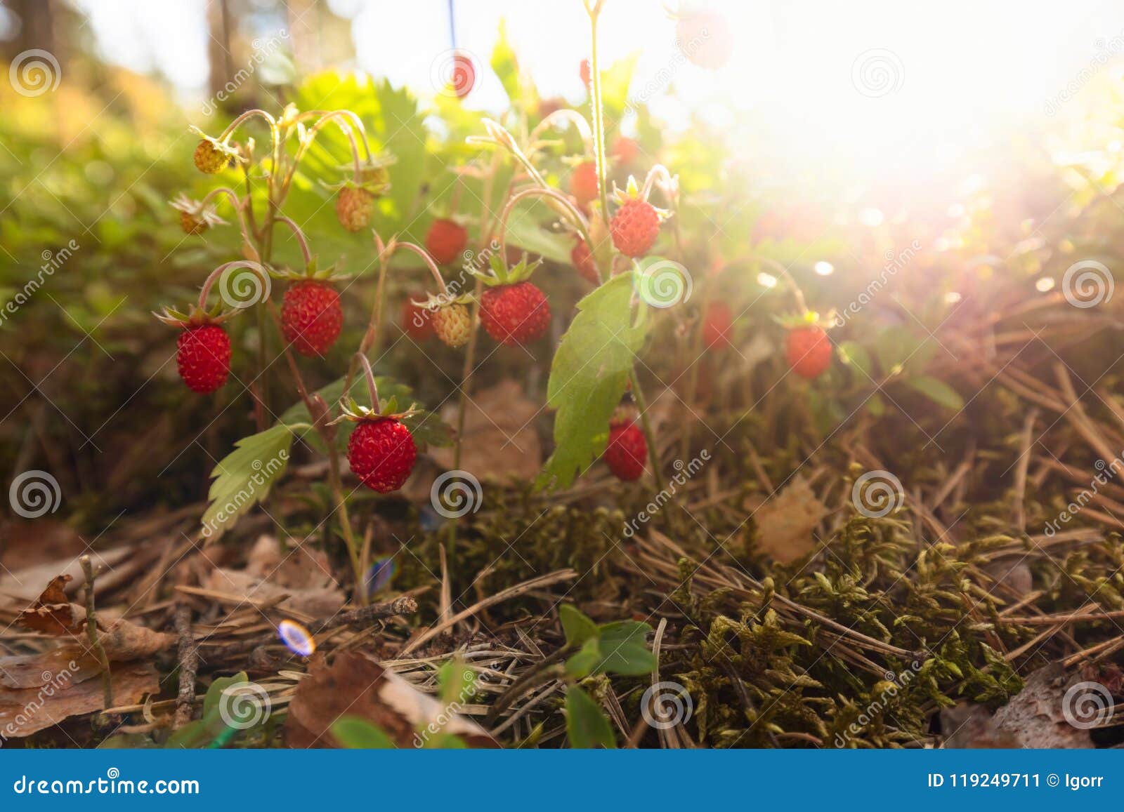 Wild Strawberries at Sunset in a Pine Forest. Stock Image - Image of ...