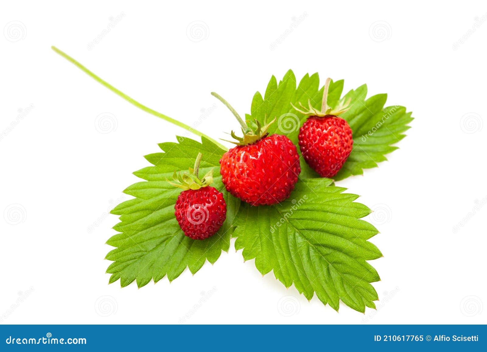 Wild Strawberries with Leaf Stock Image - Image of isolated, nature ...