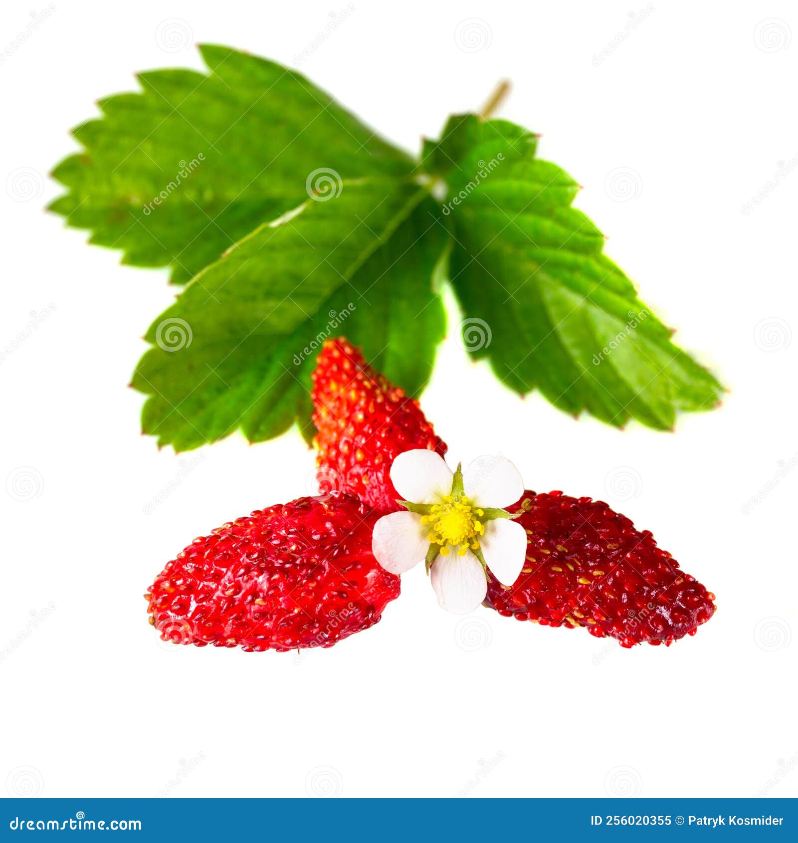 Wild Strawberries with Leaves Isolated on a White Background Stock ...