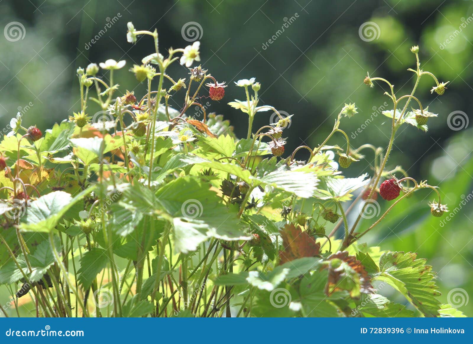 Wild Strawberries on the Plan. Stock Photo - Image of vesca, berry ...
