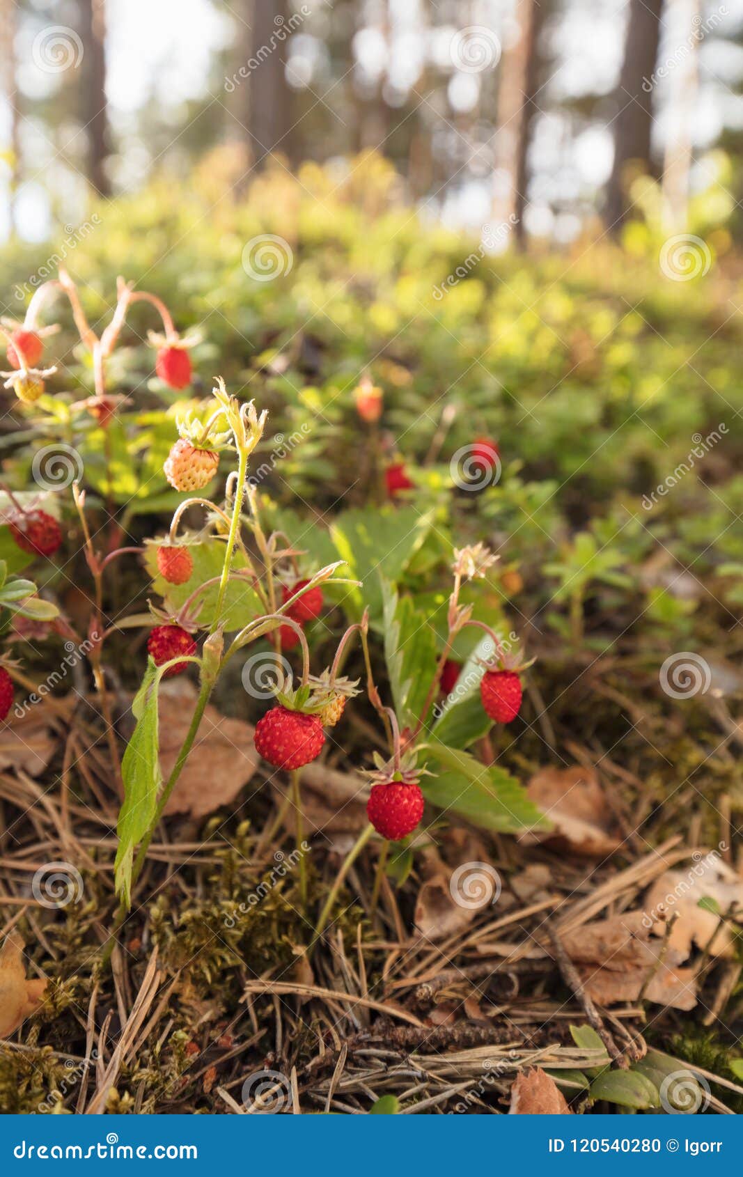 Wild Strawberries at Sunset in a Pine Forest. Stock Photo - Image of ...