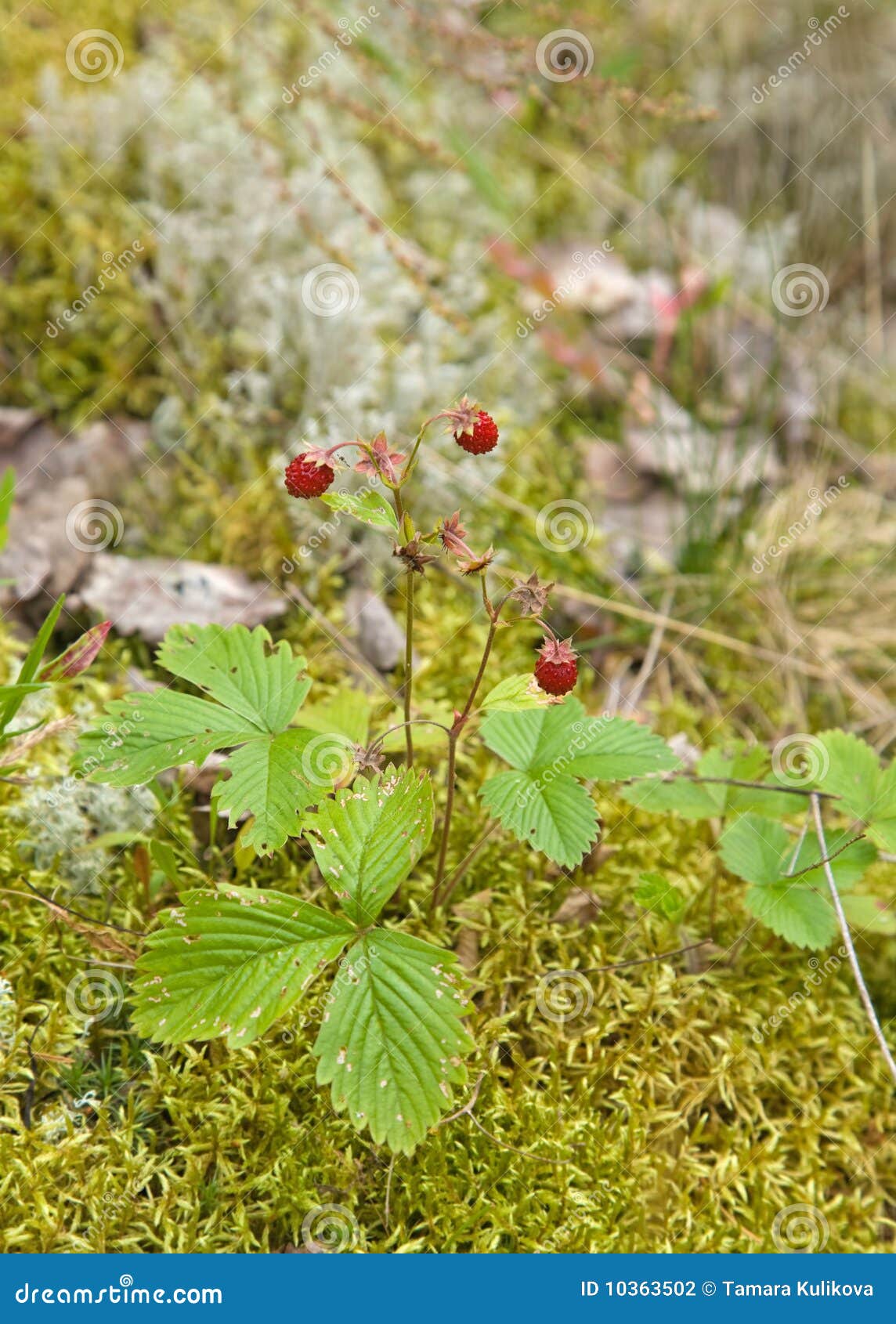 Wild strawberry stock photo. Image of wild, alpine, food - 10363502