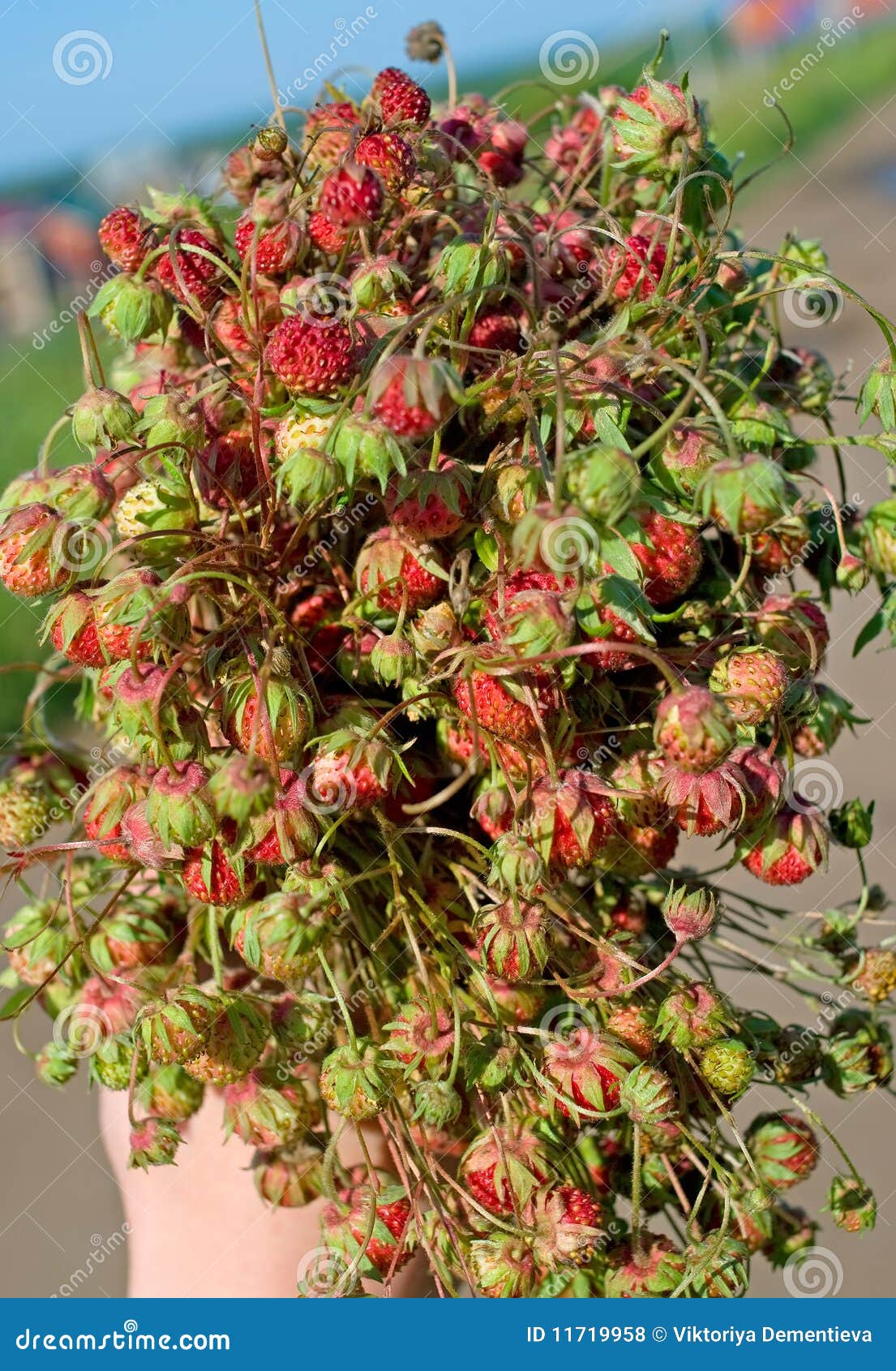 Wild strawberry stock photo. Image of strawberry, berries - 11719958