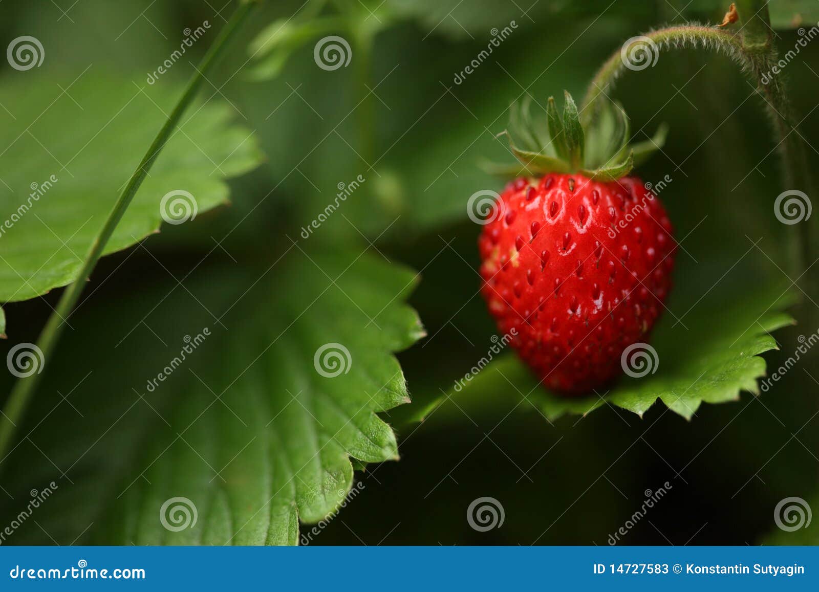 Wild strawberry stock image. Image of grow, growing, wild - 14727583