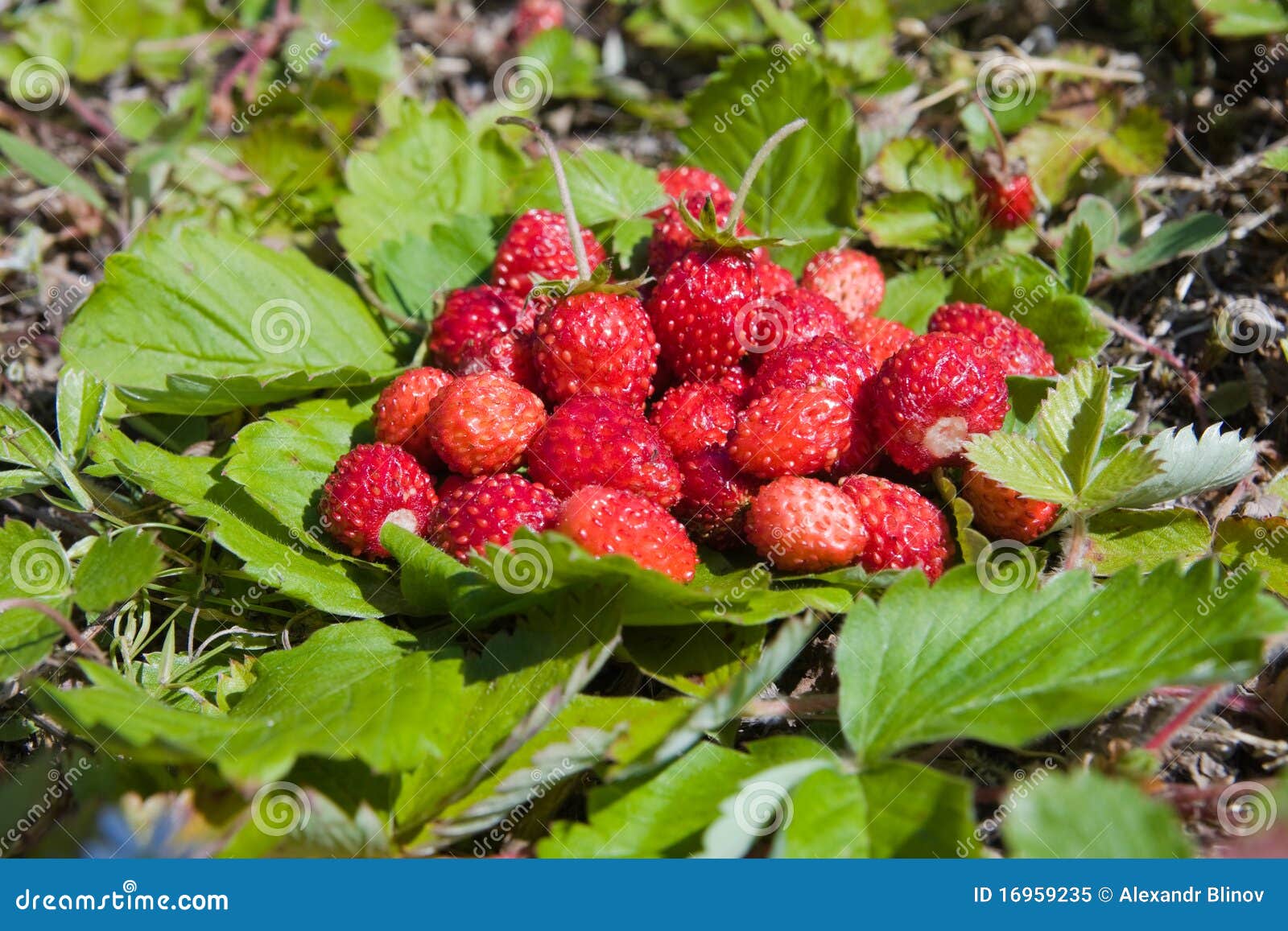 Wild strawberry stock image. Image of summer, green, close - 16959235