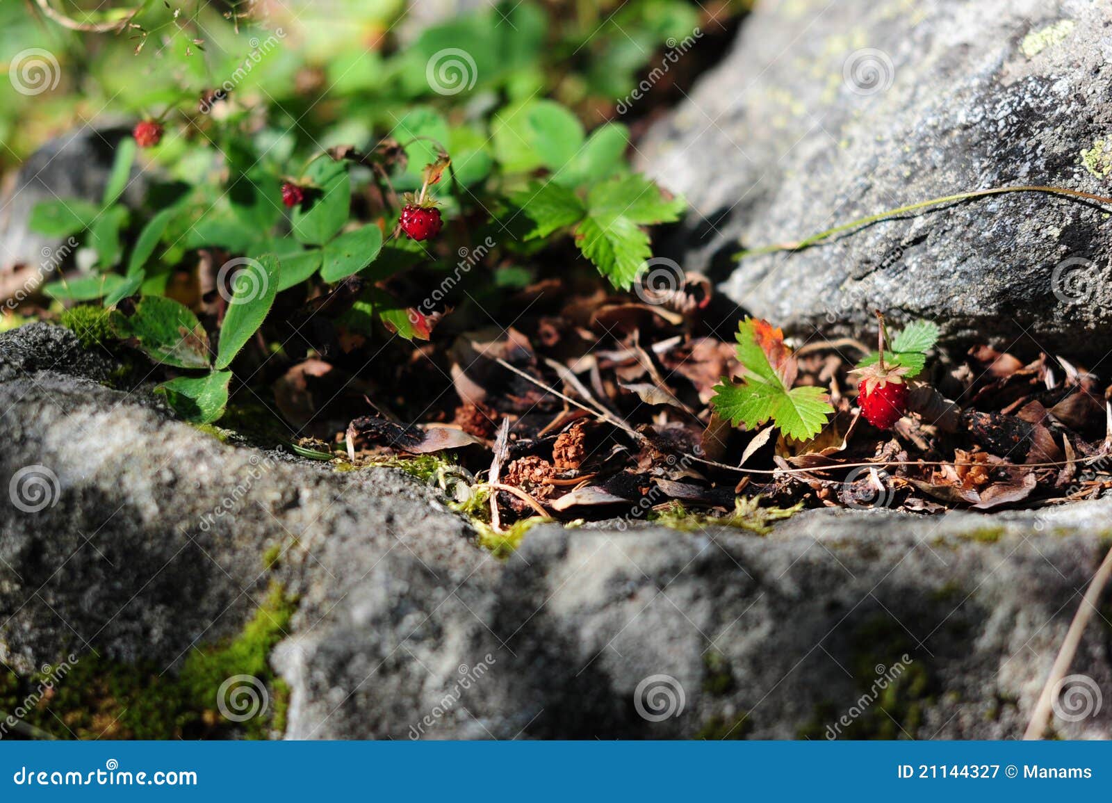 Wild strawberry stock image. Image of freshness, natural - 21144327