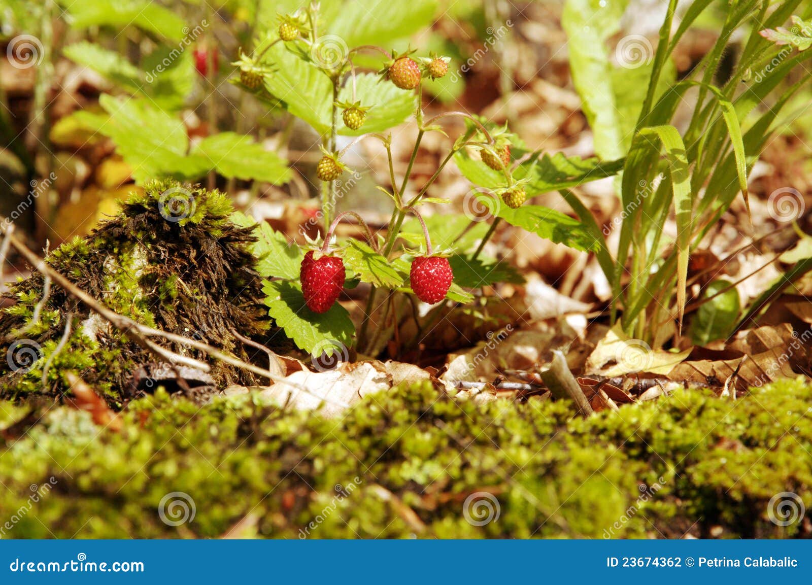 Wild strawberry stock photo. Image of wild, berry, berries - 23674362