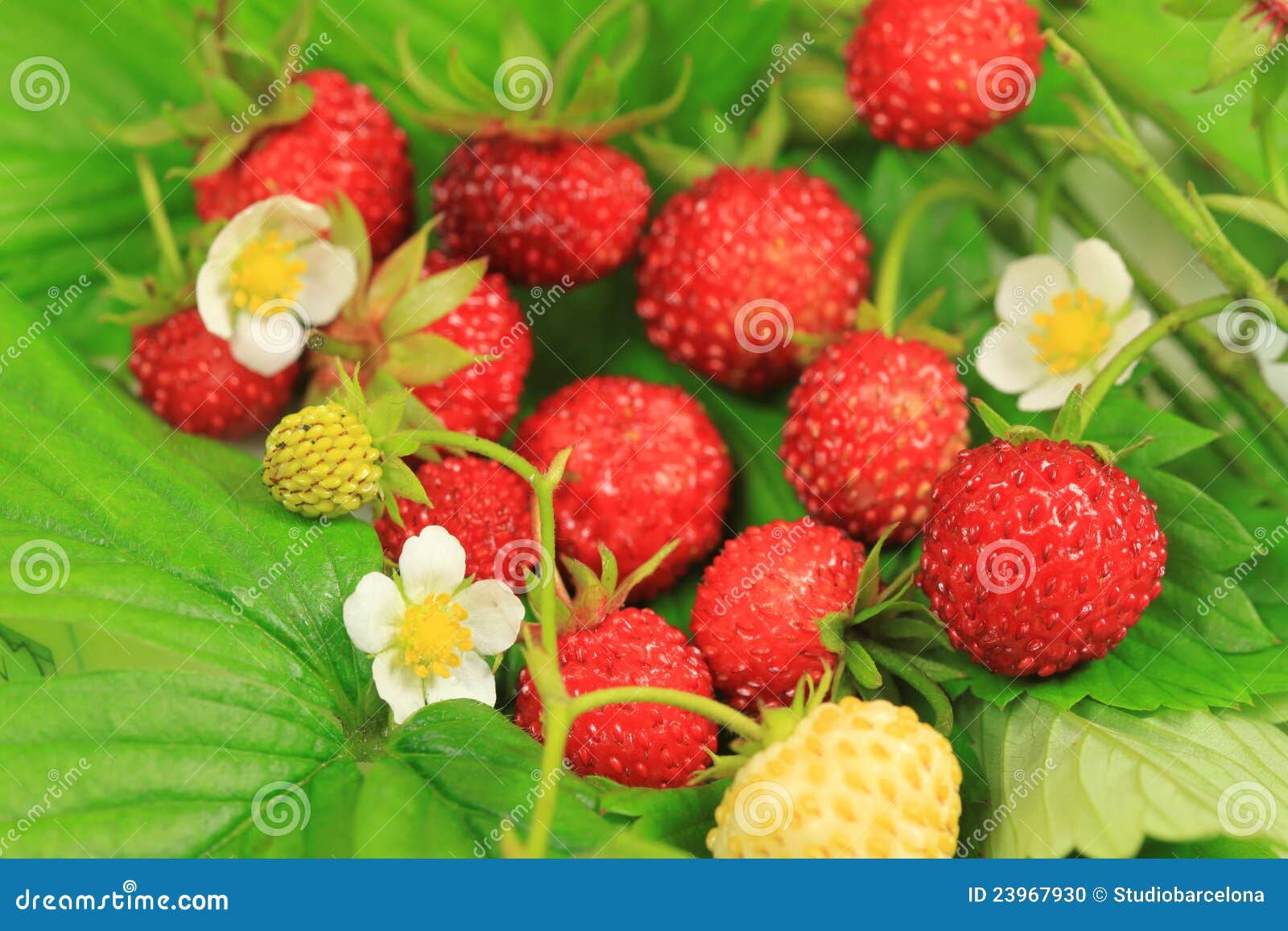 Wild strawberry stock photo. Image of fresh, dieting - 23967930