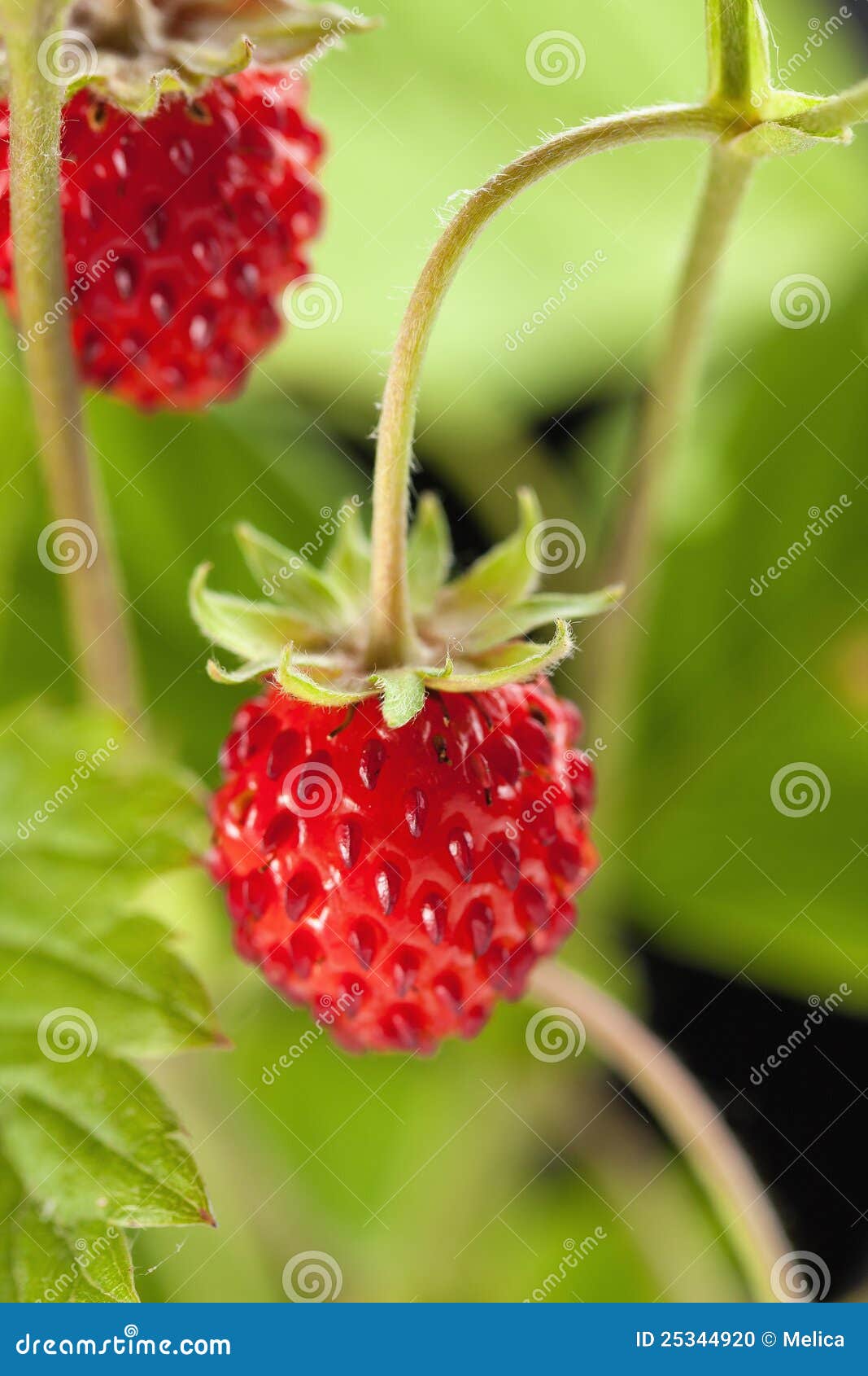 Wild strawberry stock photo. Image of dessert, plant - 25344920