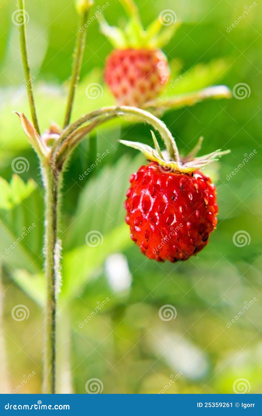 Wild strawberry stock image. Image of freshness, outdoor - 25359261