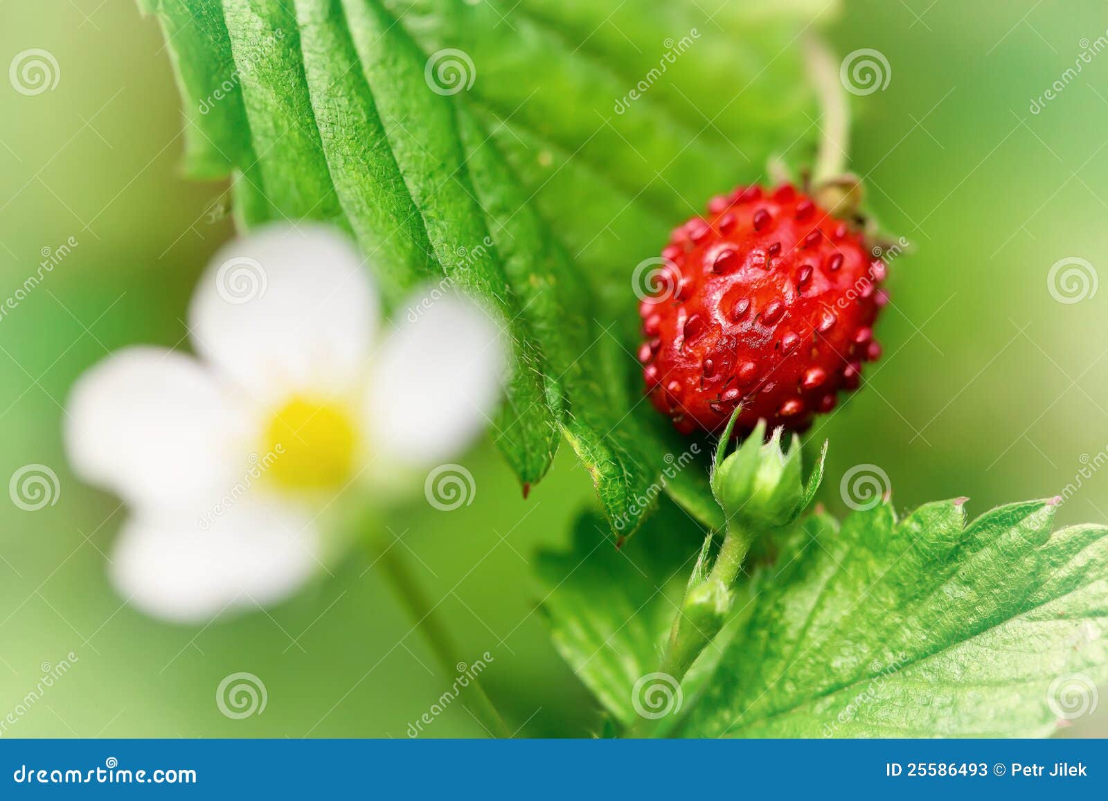 Wild strawberry stock image. Image of gourmet, ingredient - 25586493