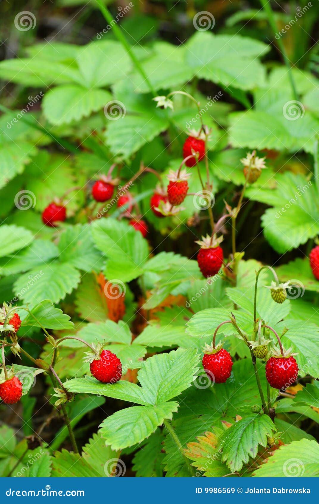 Wild strawberry stock image. Image of strawberry, branch - 9986569