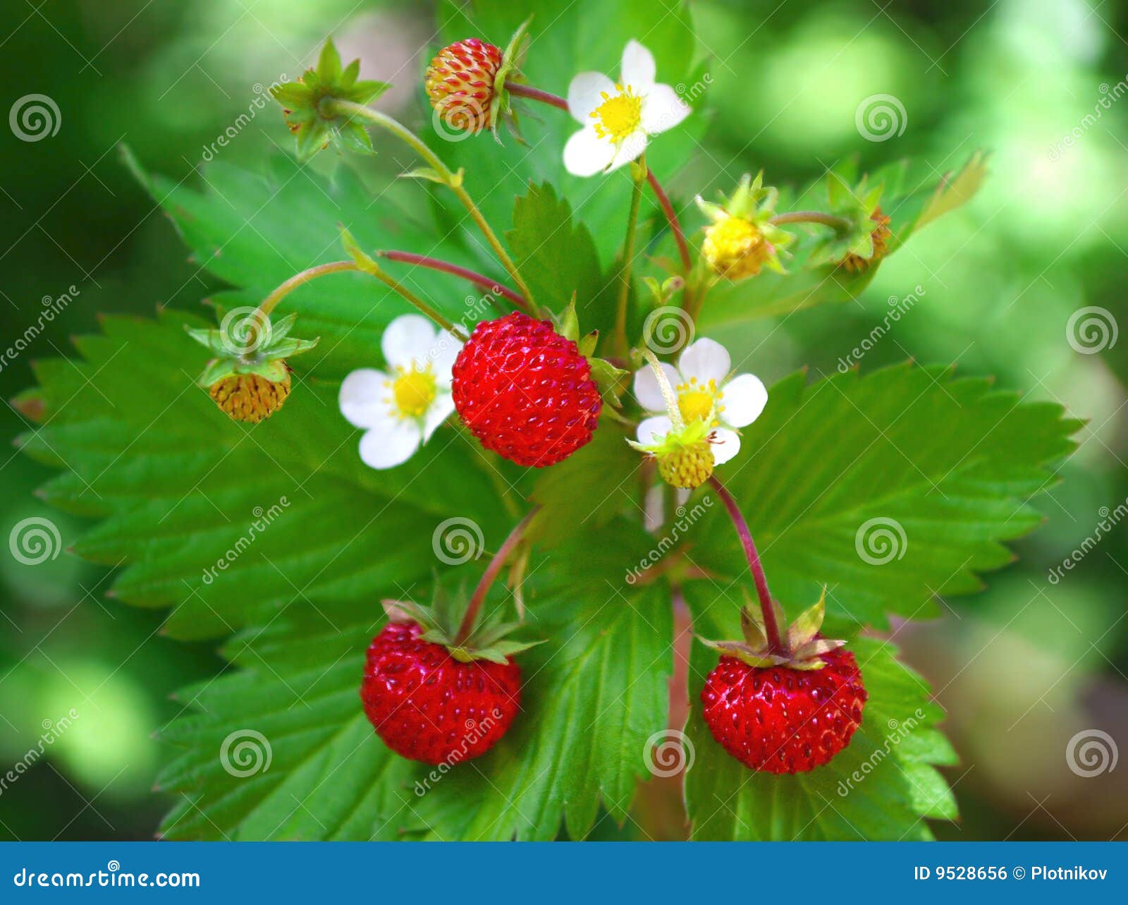 Wild Strawberry Plants