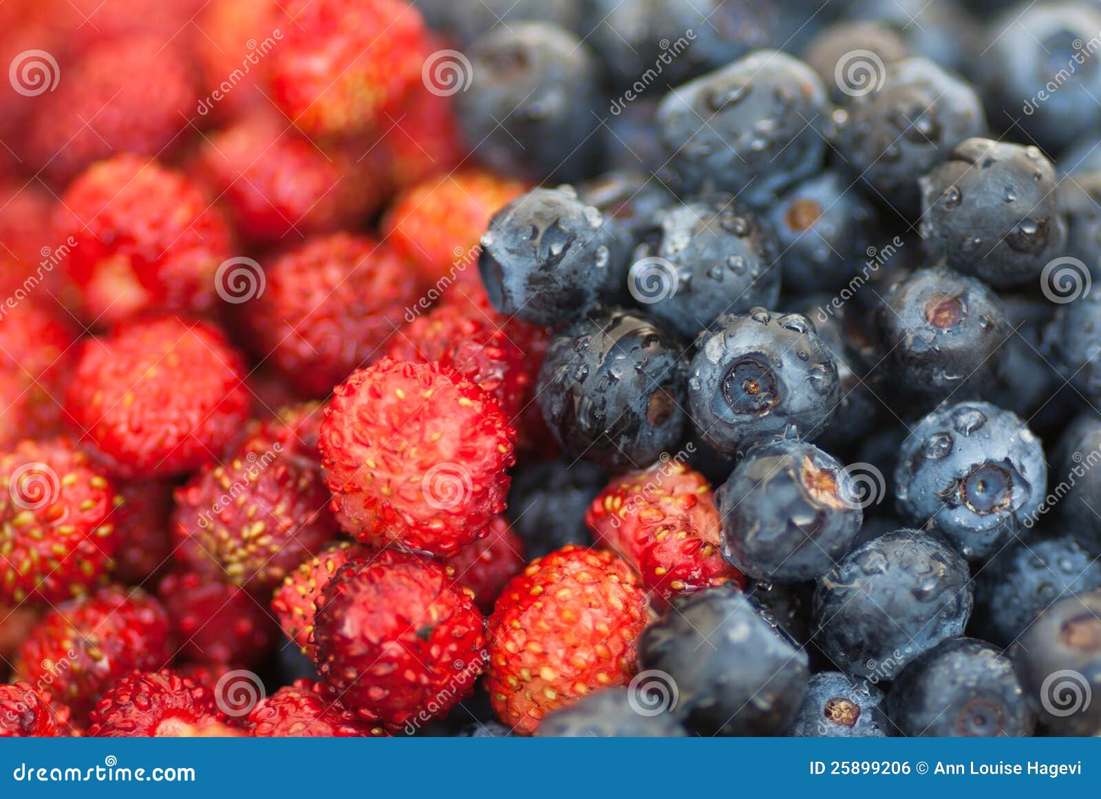 Wild Strawberry and Blueberry Stock Photo - Image of macro ...