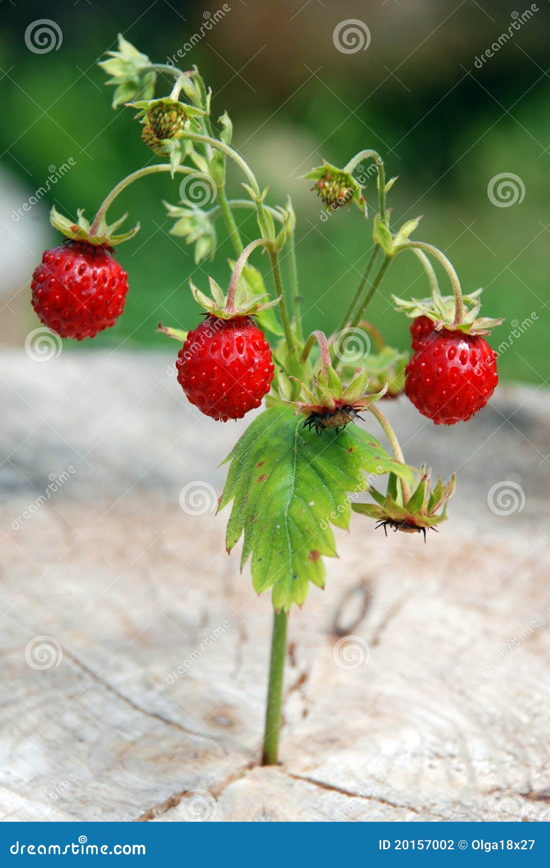 Wild strawberry branch stock photo. Image of fruit, health - 20157002