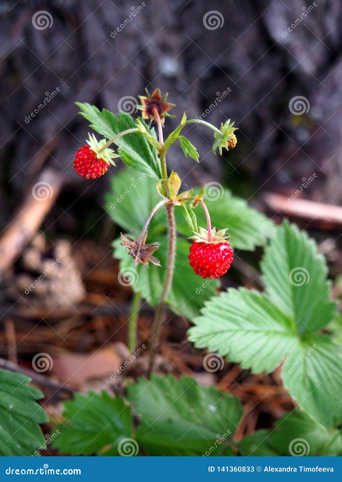Wild strawberry on bush stock image. Image of macro - 141360833