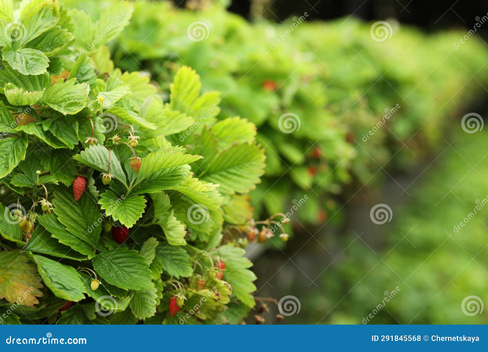 Wild Strawberry Bushes with Berries Growing on Farm, Space for Text ...