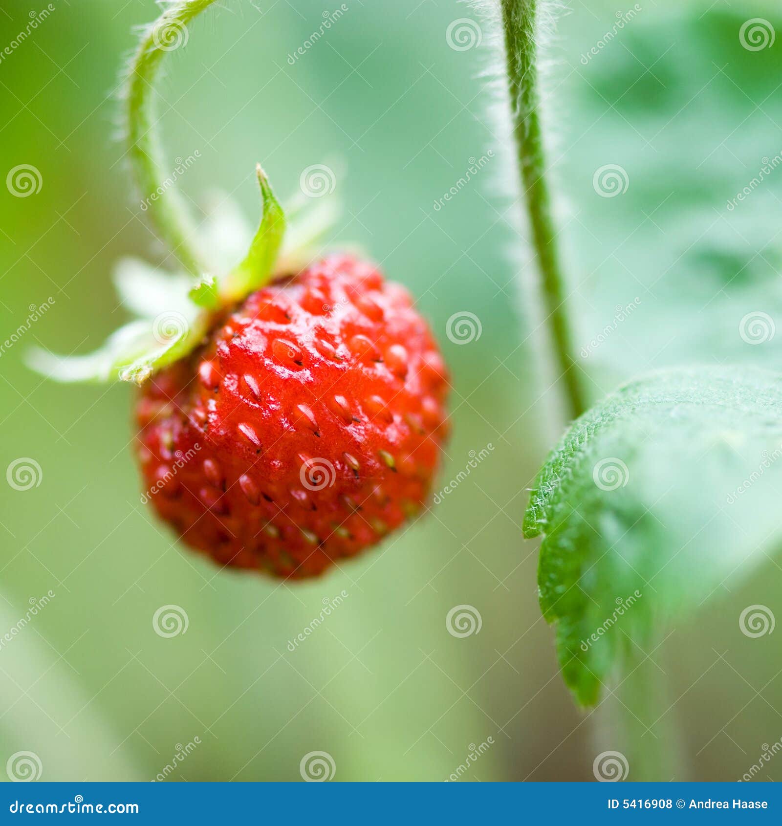 Wild Strawberry Close Up stock photo. Image of close, stem - 5416908