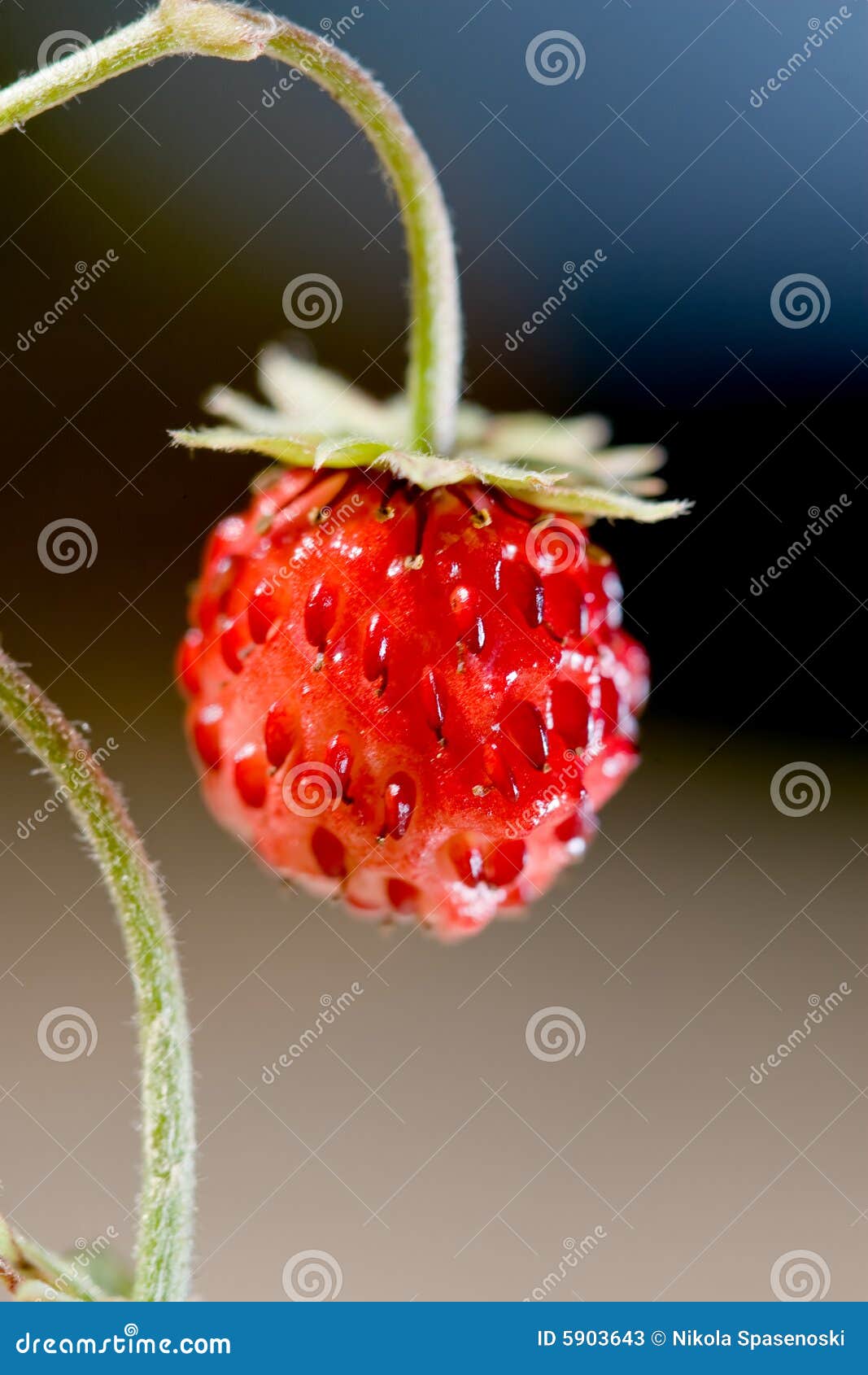 Wild strawberry close-up stock image. Image of ingredient - 5903643