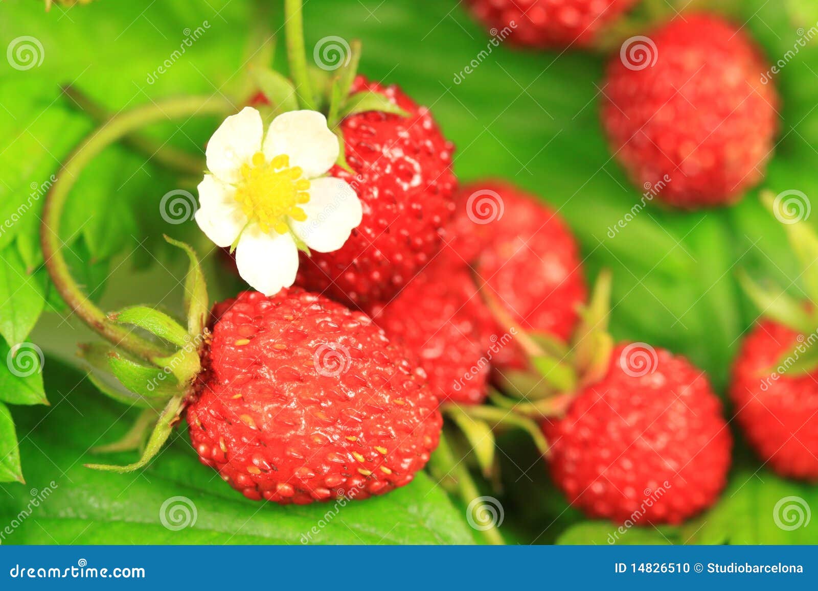 Wild Strawberry with Flower Stock Photo - Image of macro, food: 14826510