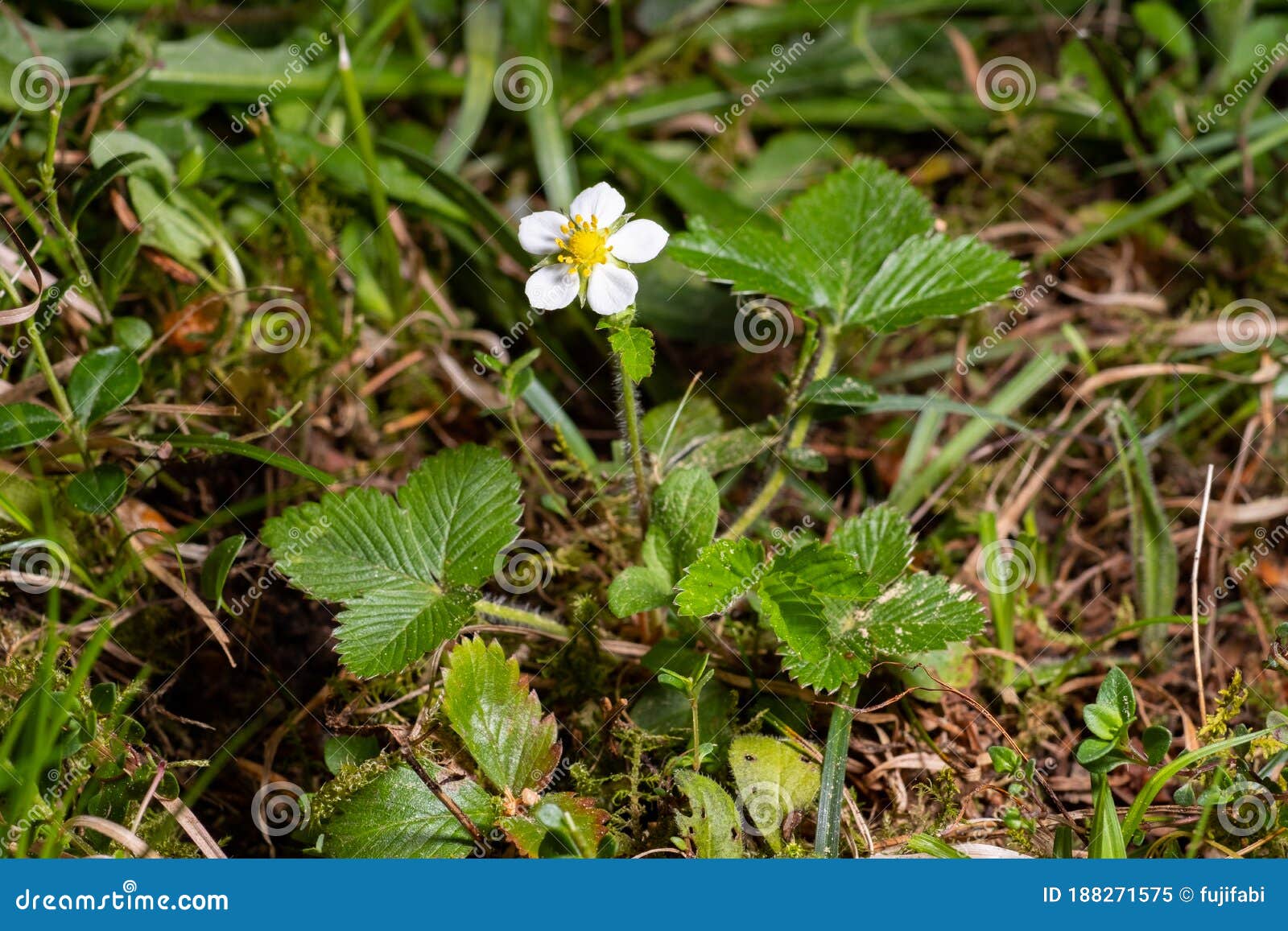 Wild strawberry flower stock image. Image of colours - 188271575