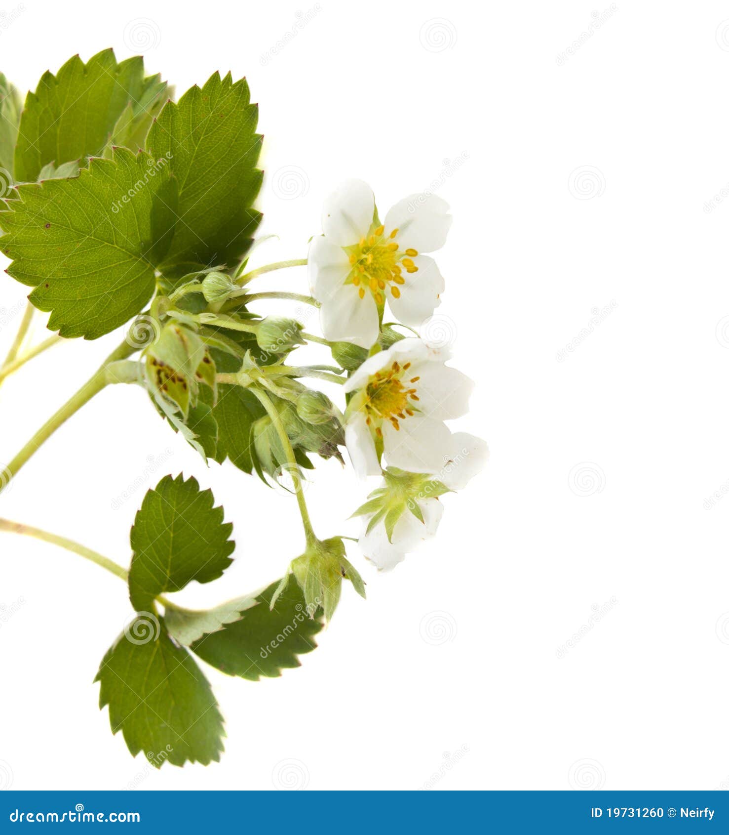 Wild strawberry flower stock photo. Image of leaves, fresh - 19731260