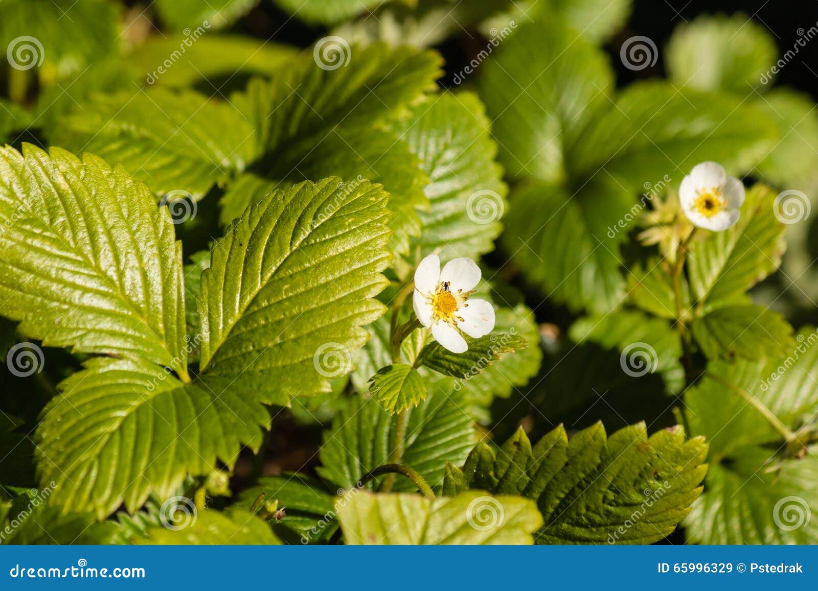 Wild Strawberry Flowers and Leaves Stock Image - Image of bloom, wild ...