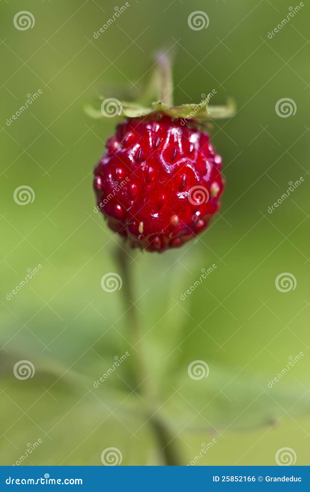 Wild Strawberry, Fragaria Vesca Stock Photo - Image of berry, sweet ...