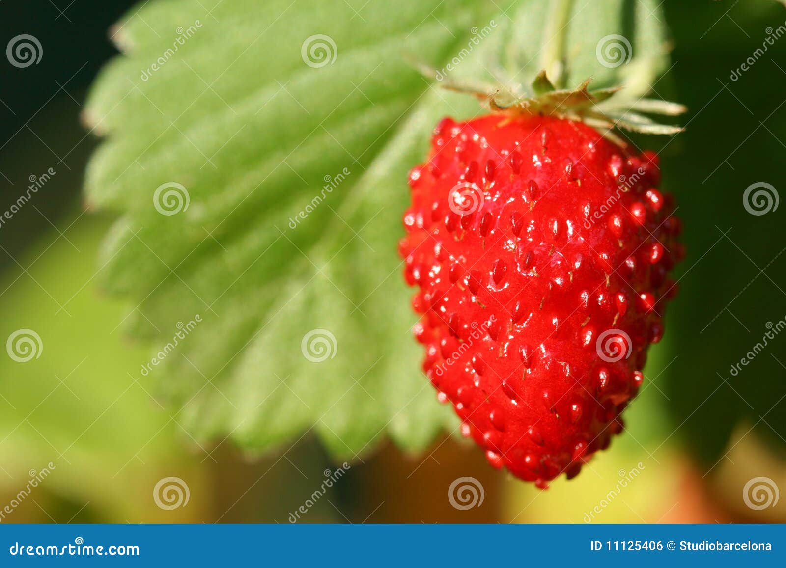 Wild strawberry fruit stock photo. Image of fragaria - 11125406