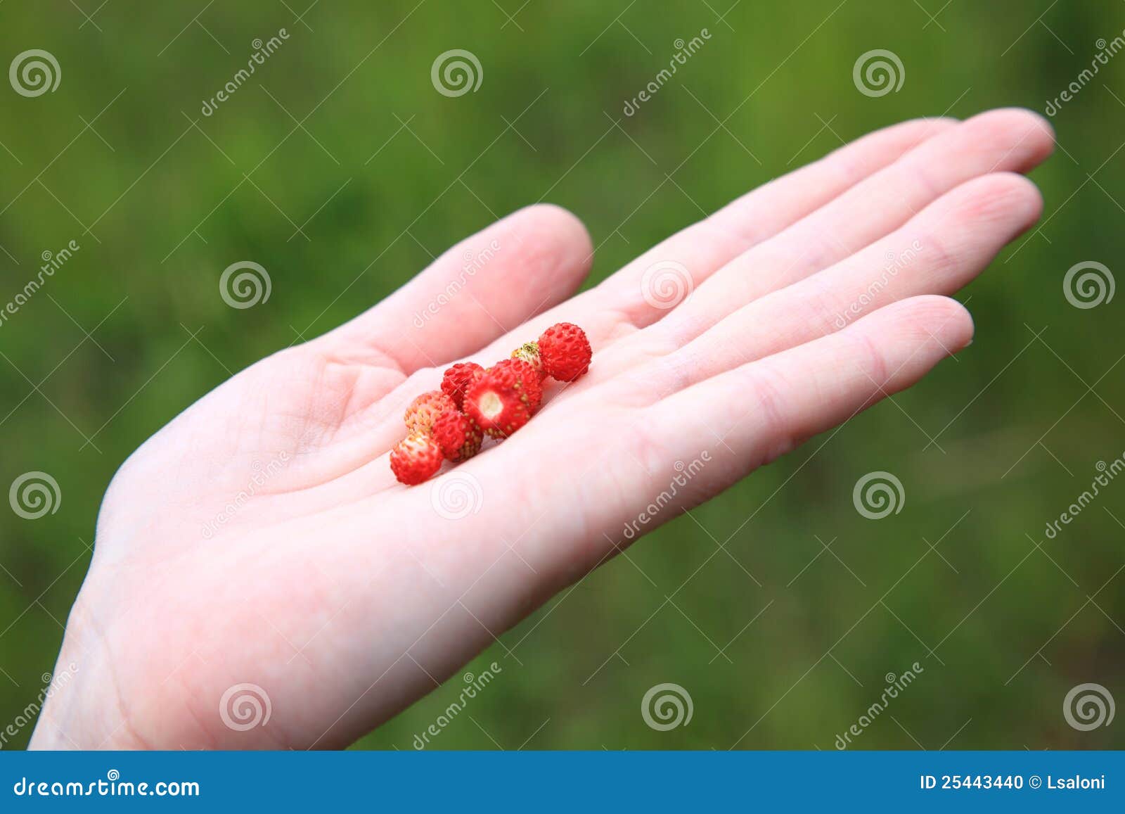 Wild Strawberry Hand Full of Wild Strawberries Stock Photo - Image of ...