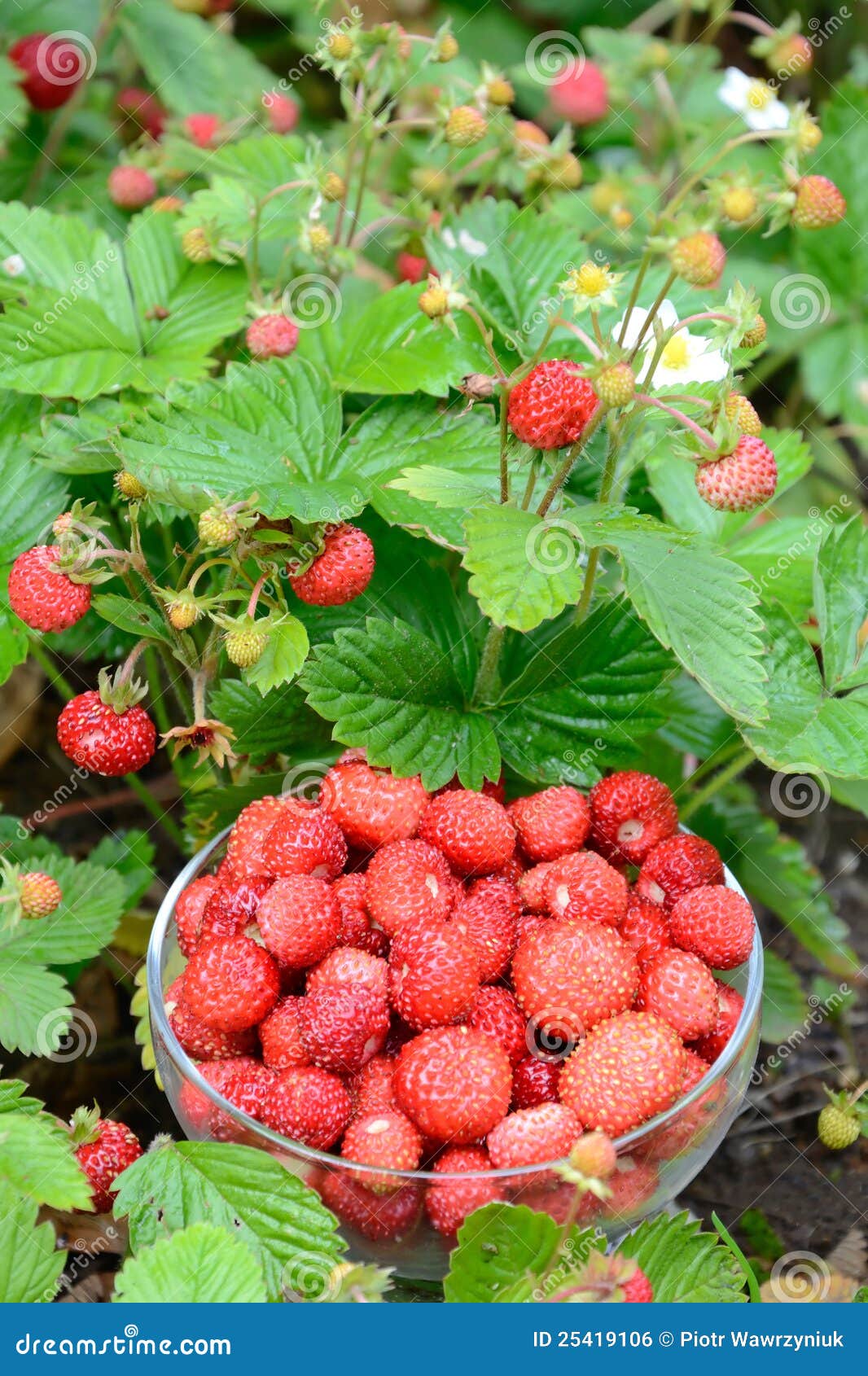Wild Strawberry Harvesting Time Stock Photo - Image of flower, fruit ...