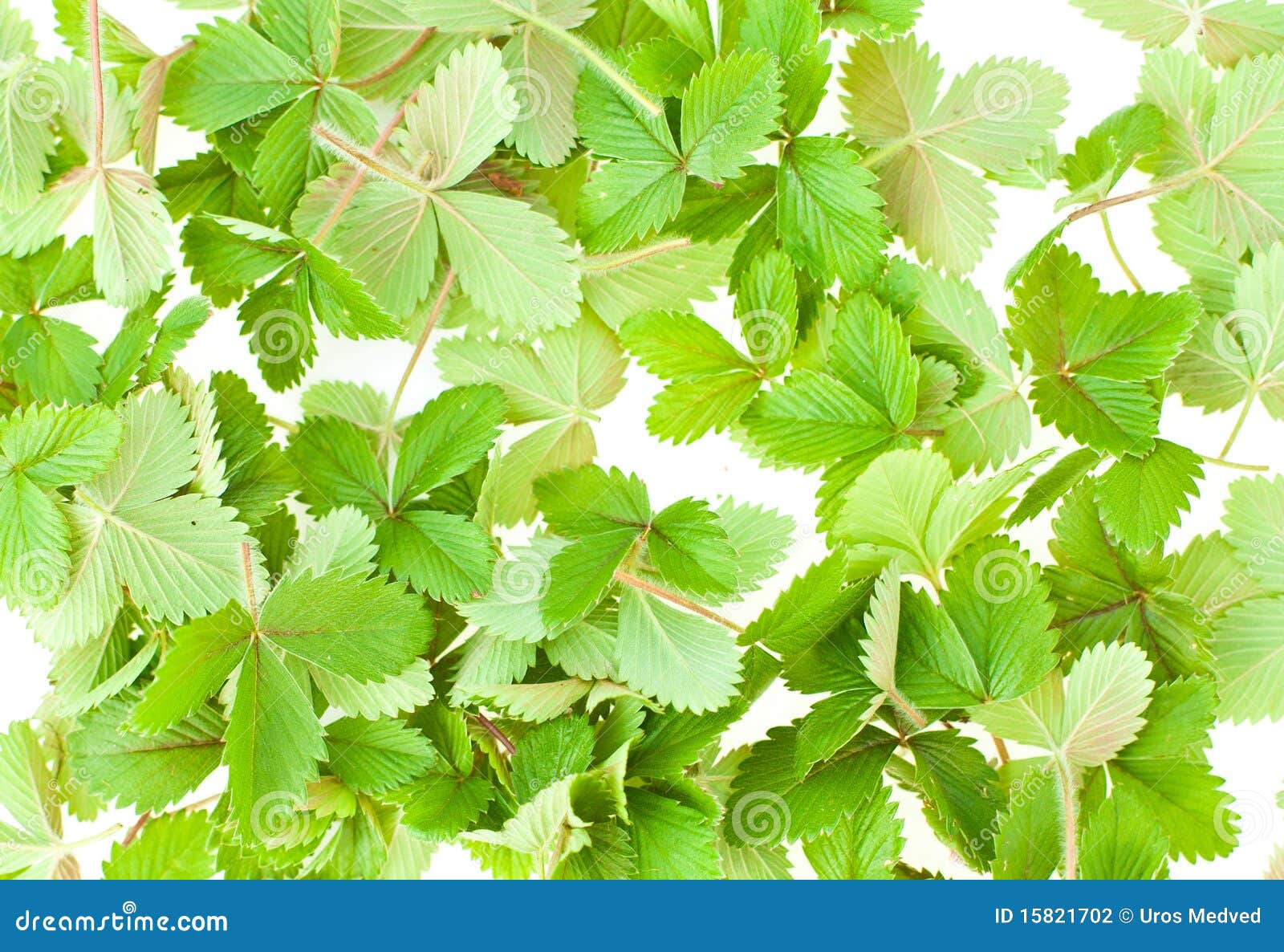 Wild strawberry leaf stock photo. Image of background - 15821702