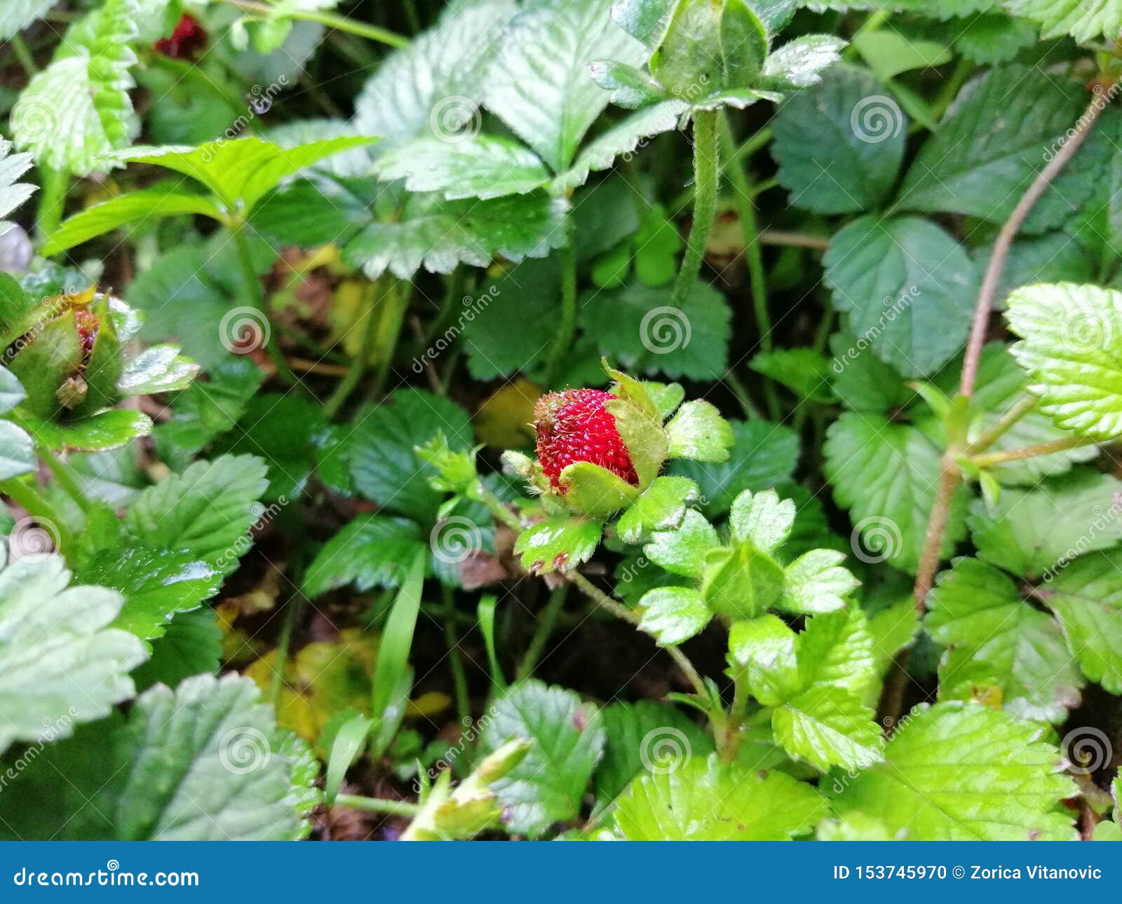 Wild strawberry in nature stock photo. Image of nature - 153745970