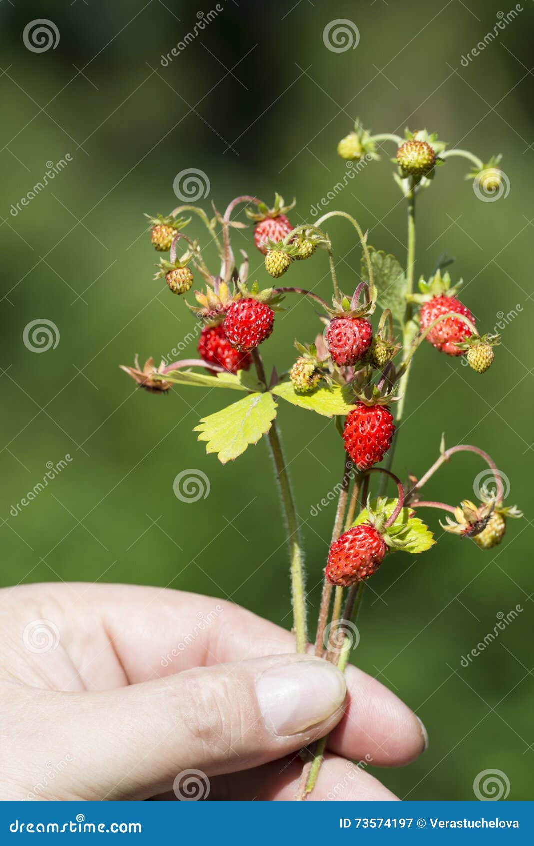 Wild strawberry stock image. Image of garden, berry, bunch - 73574197