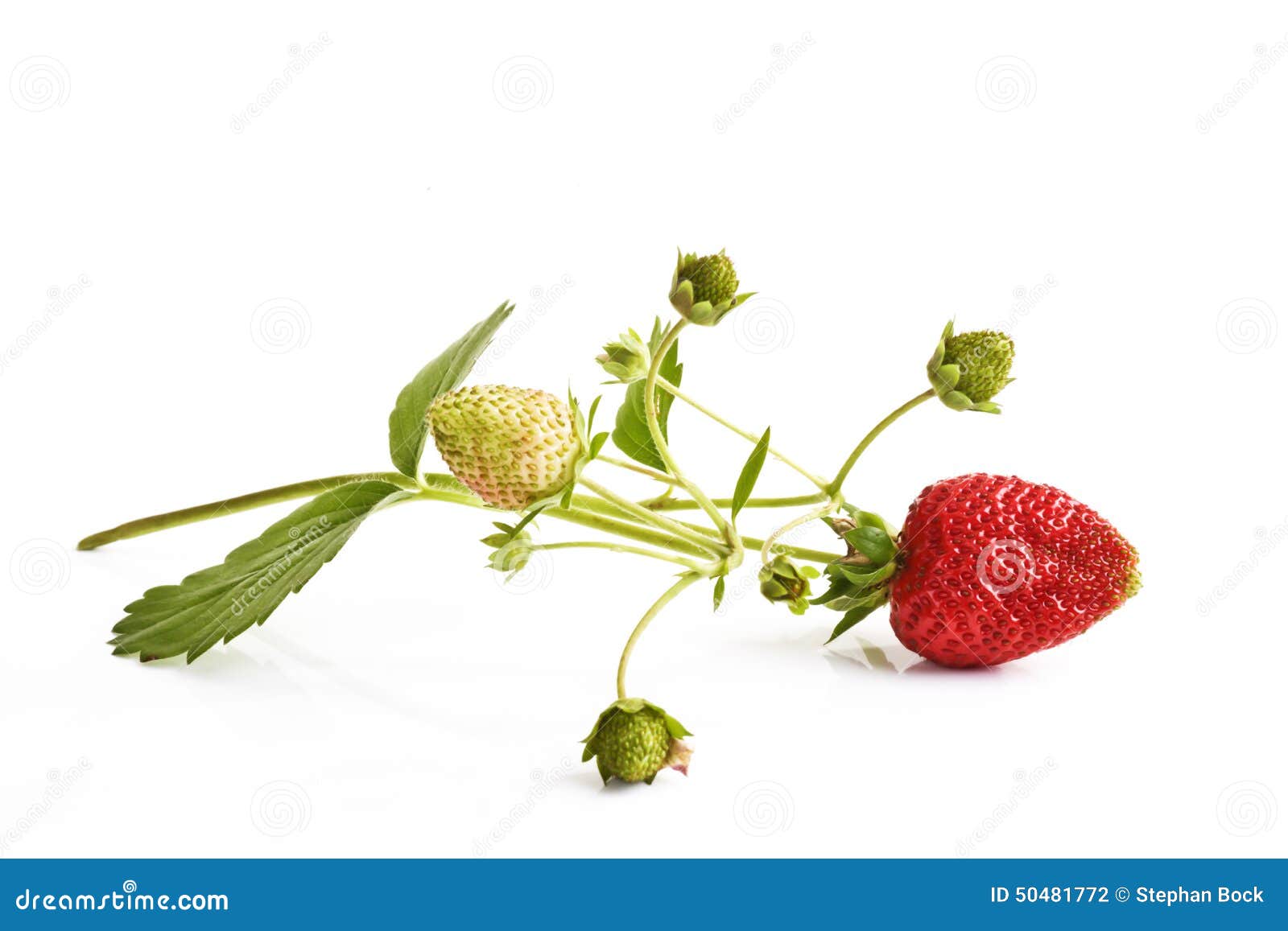 Wild Strawberry with Stem and Leaves Stock Photo - Image of berries ...